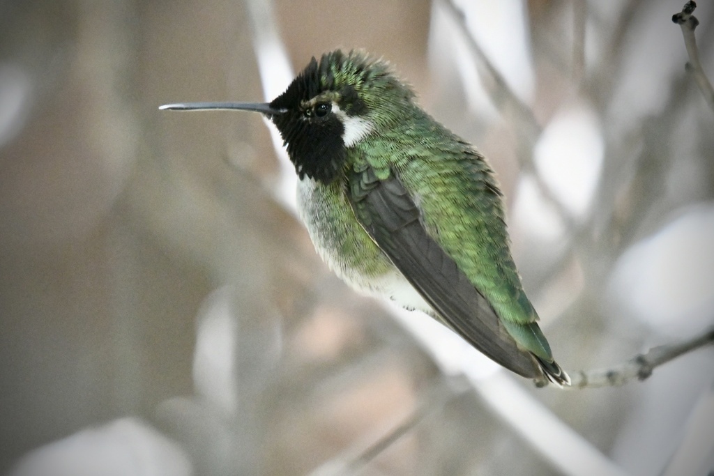 Costa's Hummingbird from Arizona-Sonora Desert Museum, Tucson, AZ, US ...