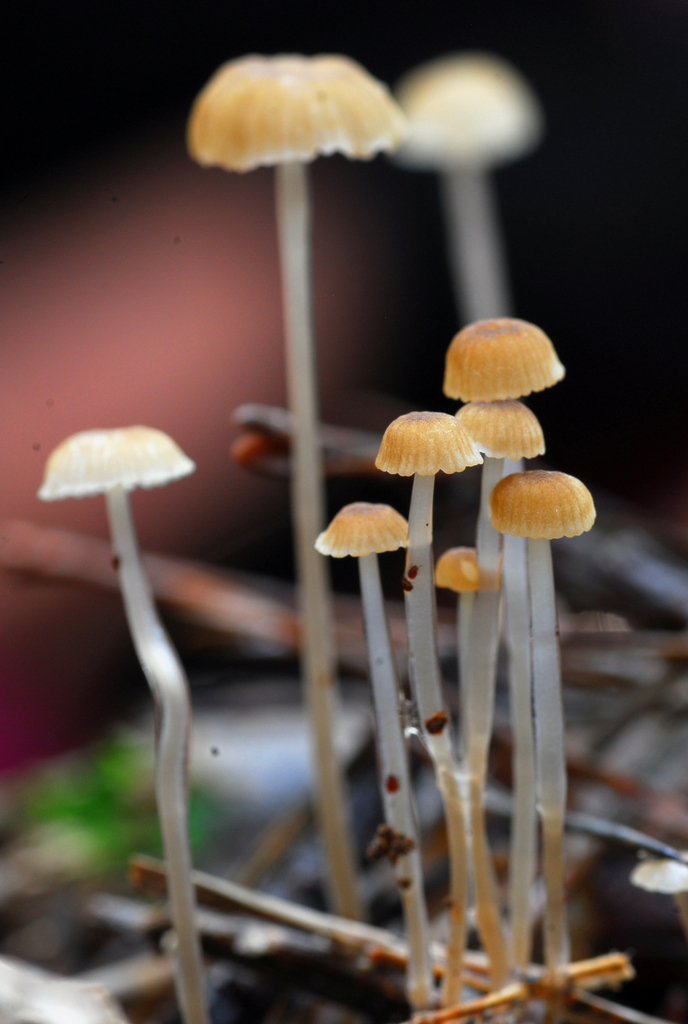 Dripping Bonnet from Verzago - Alzate Brianza (CO) on November 10, 2011 ...