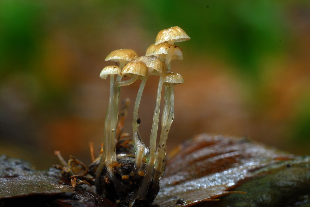 Dripping Bonnet from Verzago - Alzate Brianza (CO) on November 11, 2018 ...