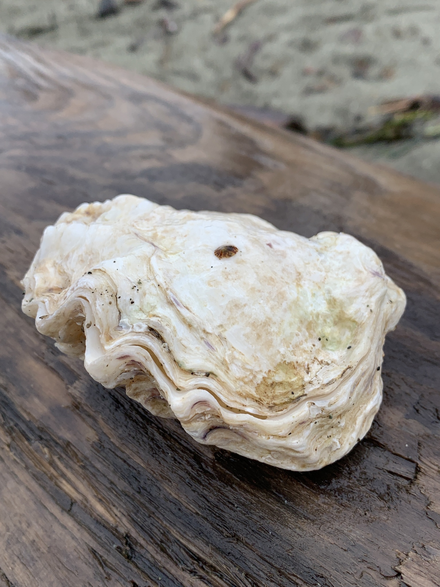 Magallana gigas (Thunberg, 1793)