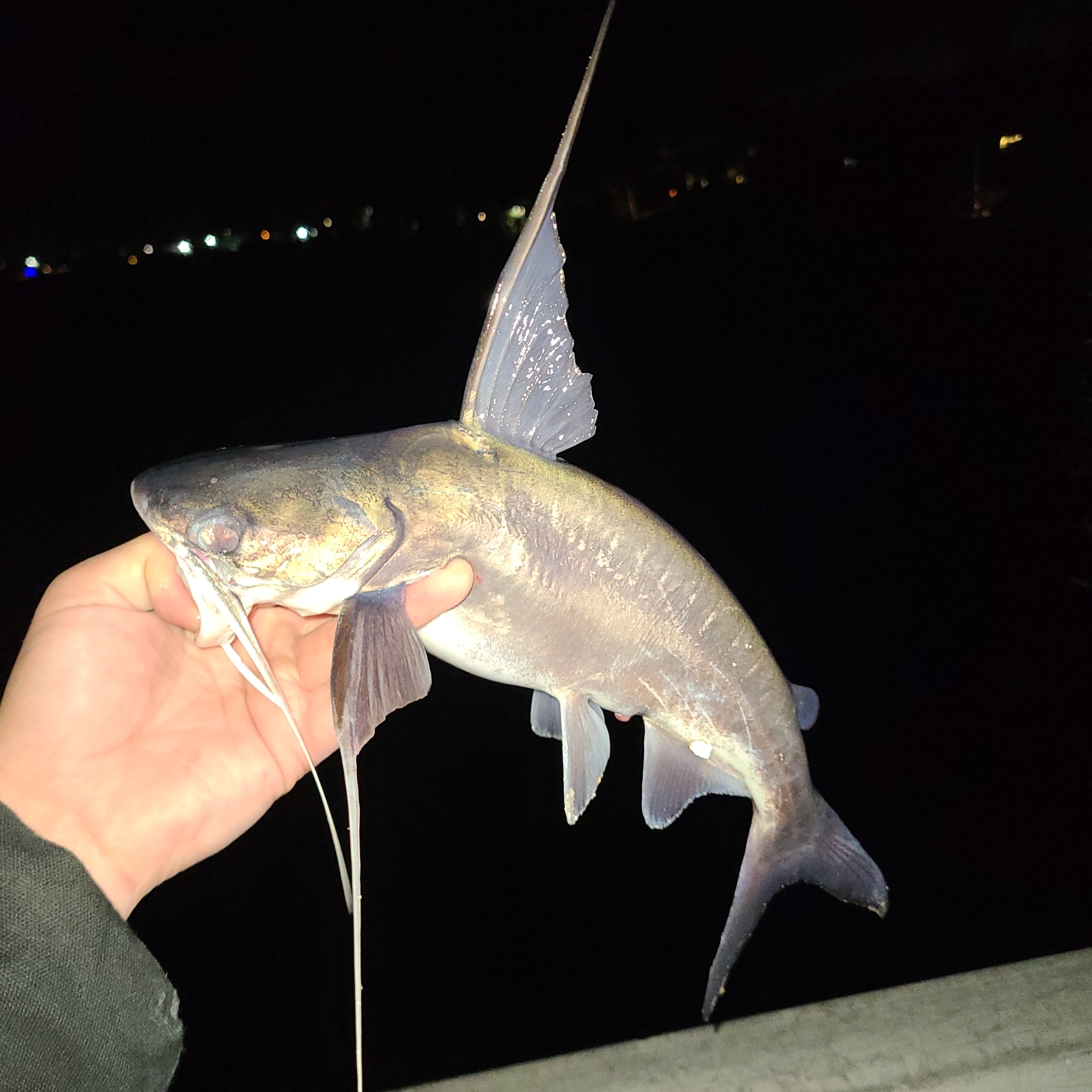 Bagre marinus (Mitchill, 1815)