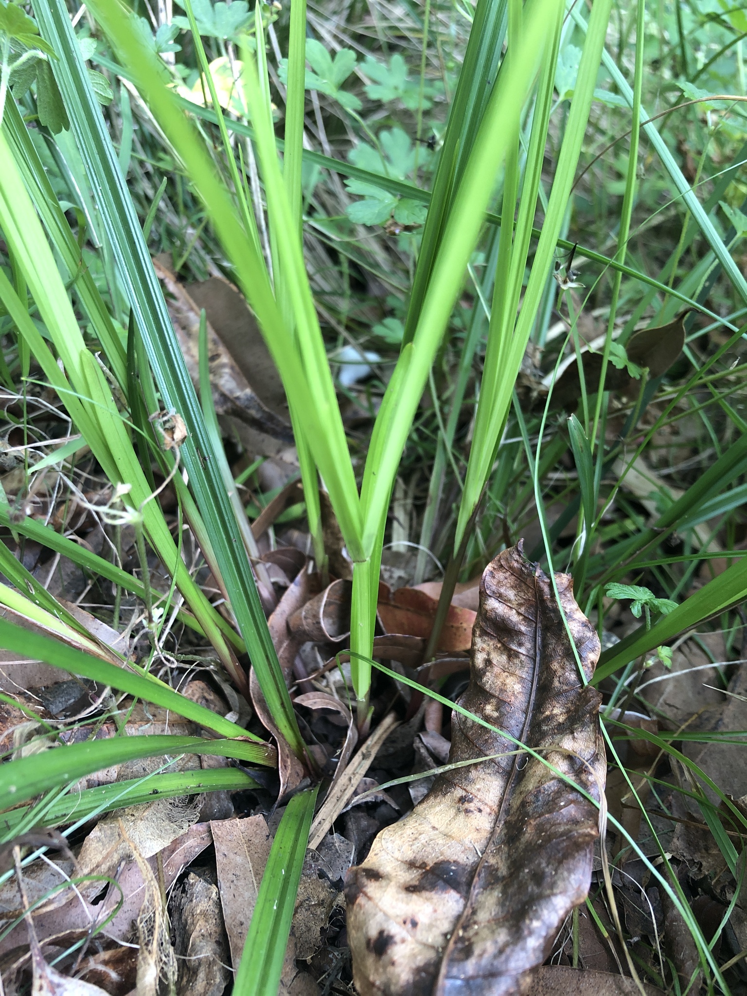 Cyperus tetraphyllus R.Br.