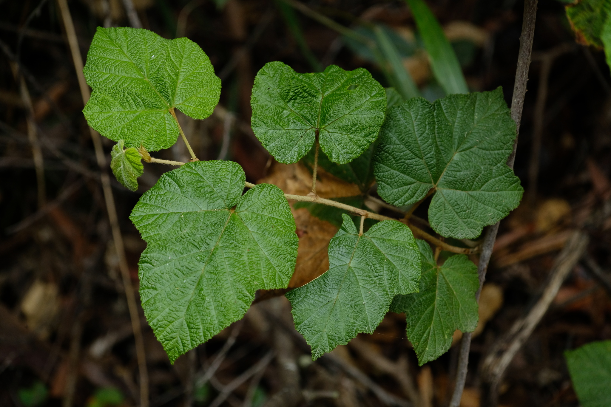 Rubus moluccanus L.