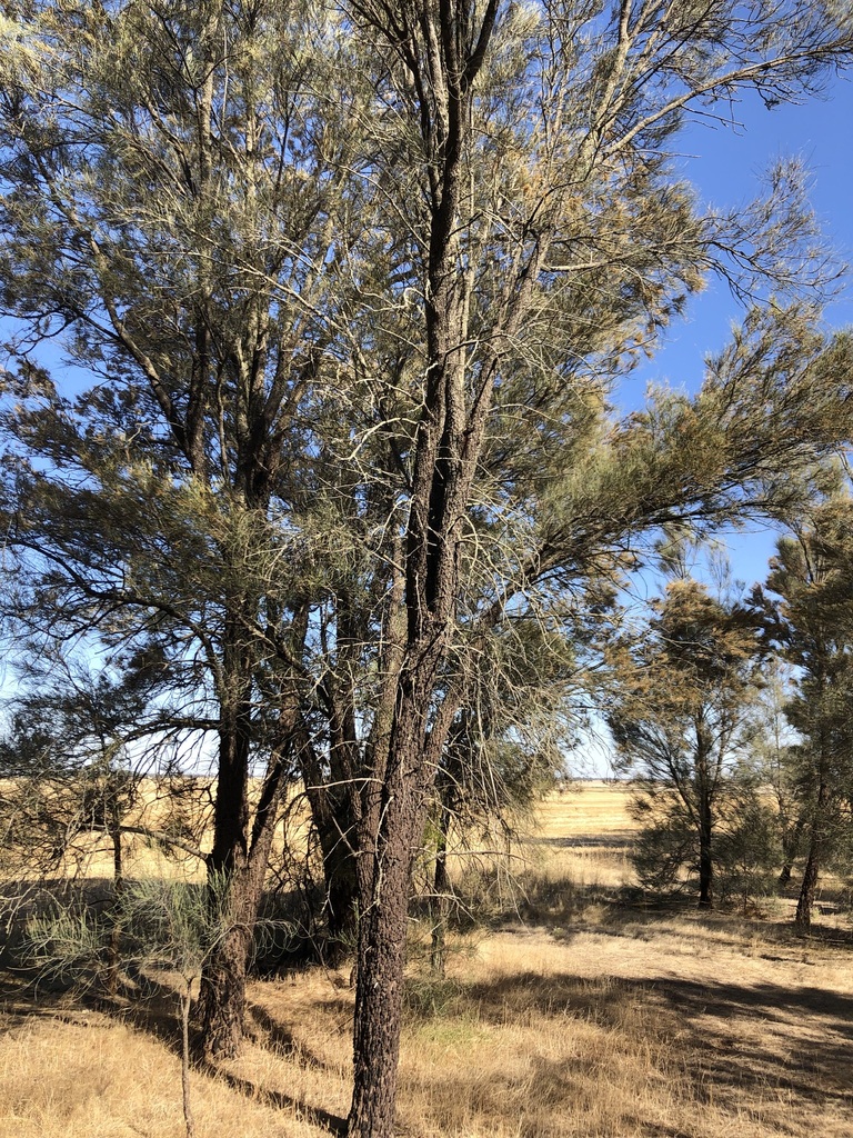 Buloke (Allocasuarina luehmannii) - Botanical Realm