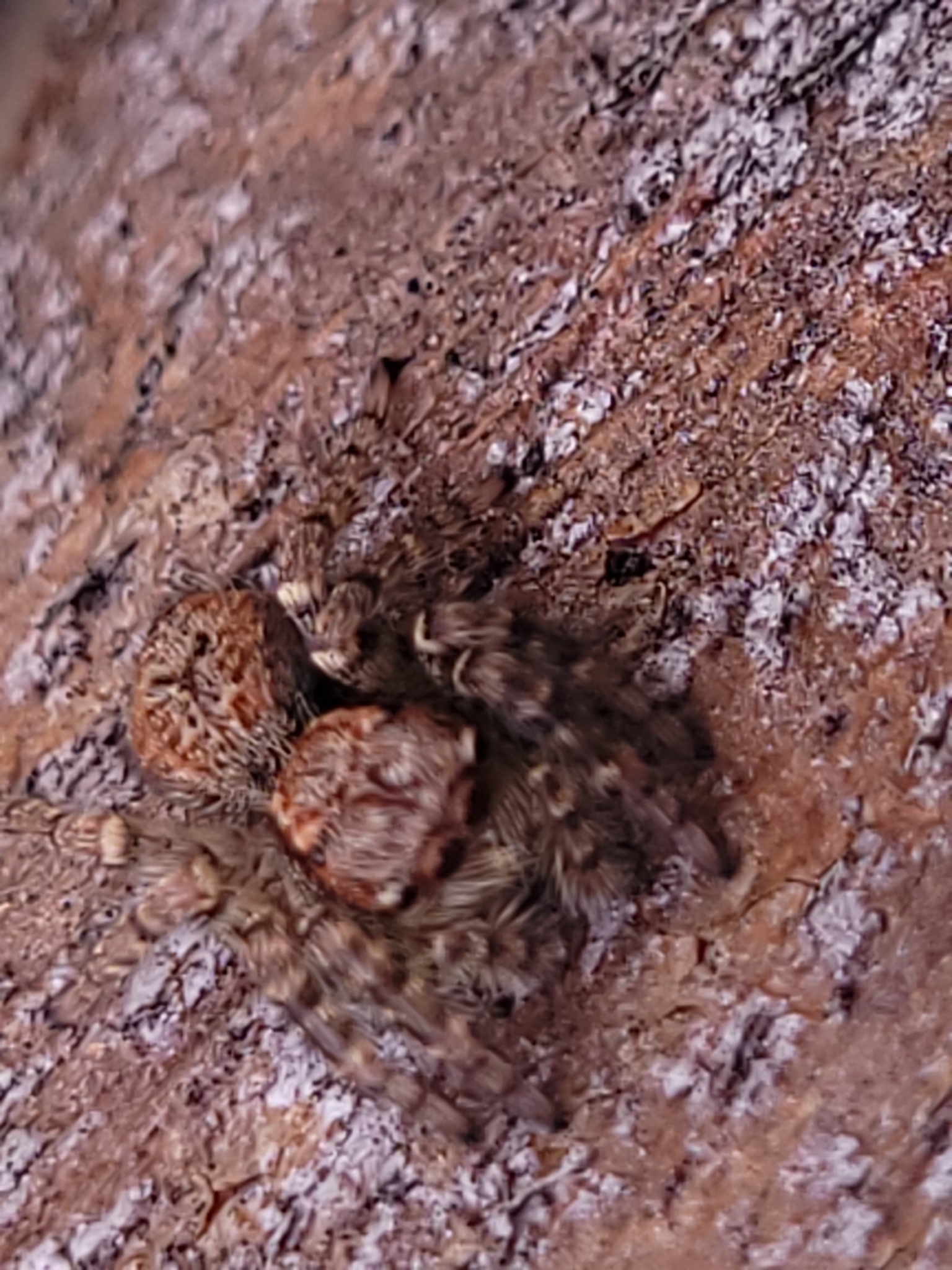 Servaea incana (Karsch, 1878)