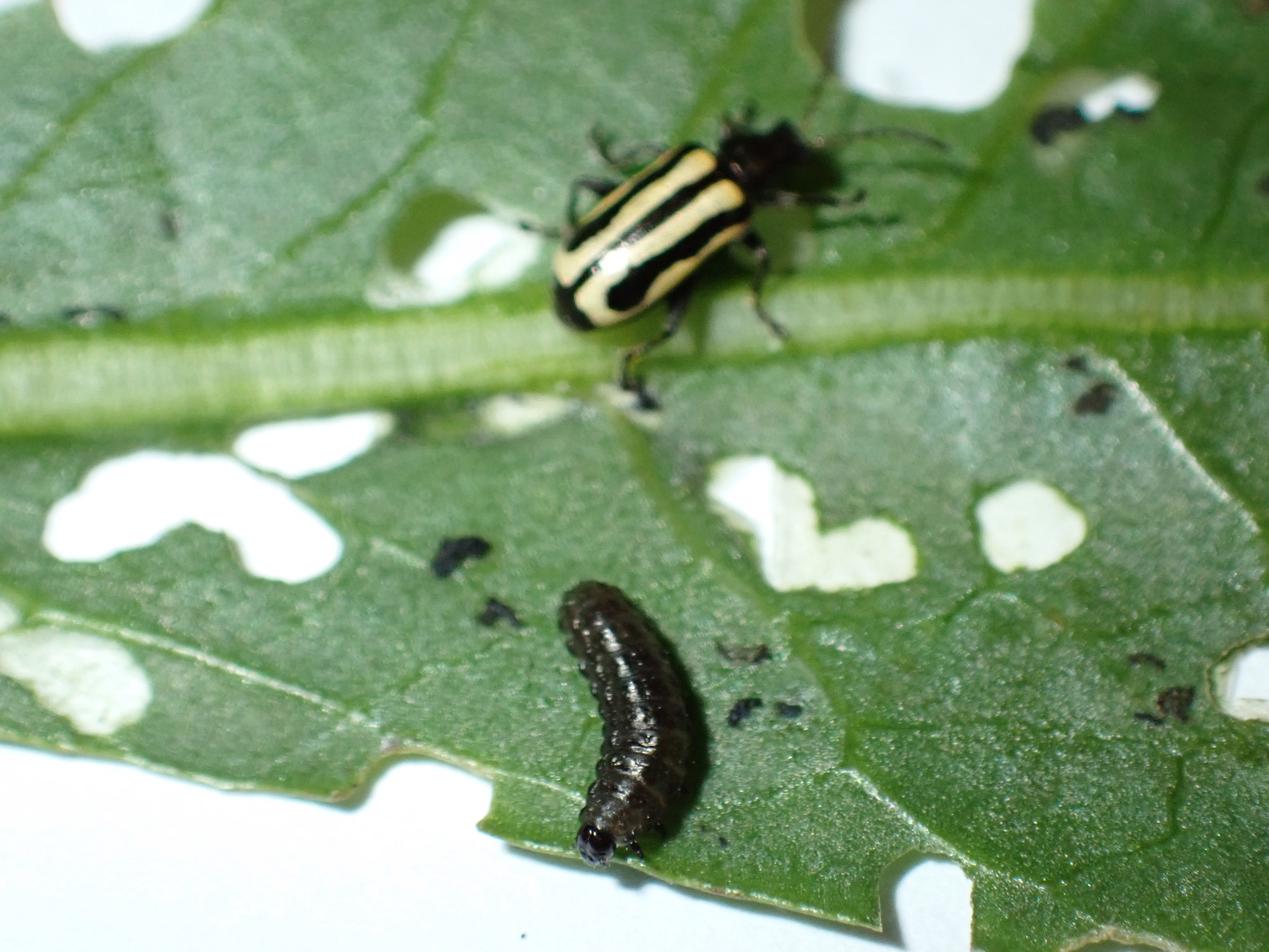 Agasicles Jacoby, 1904