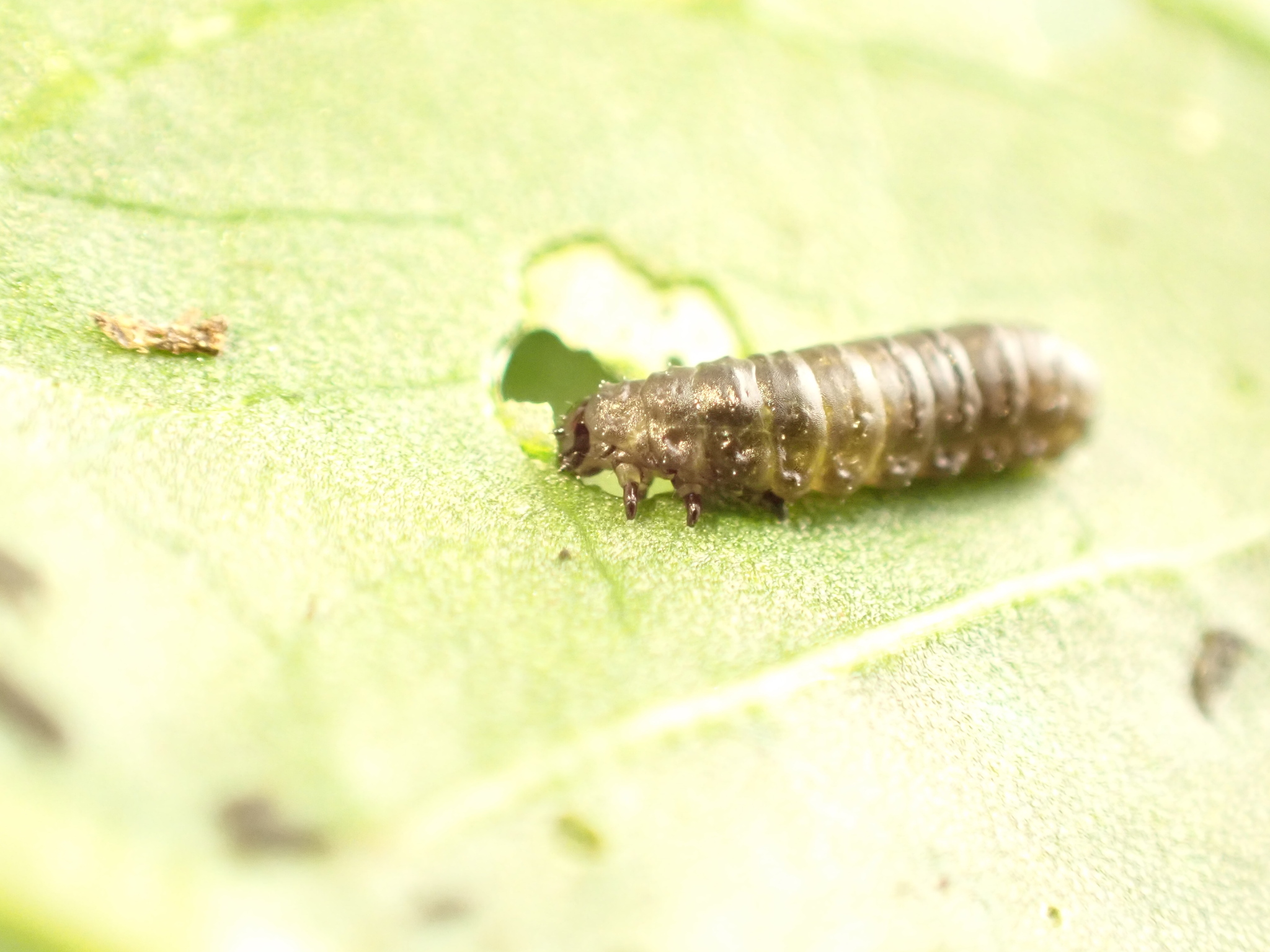 Agasicles Jacoby, 1904