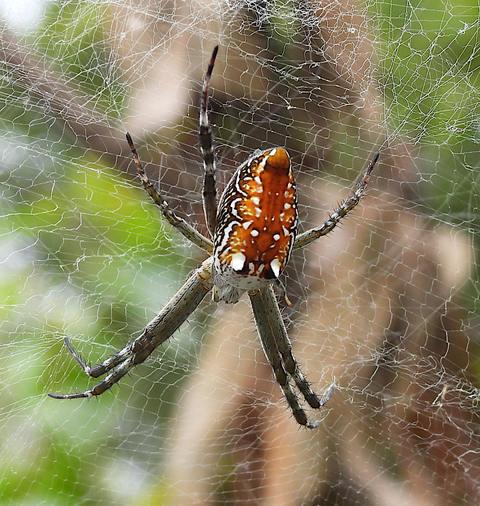 Dome Web Spider in January 2023 by cirolana · iNaturalist