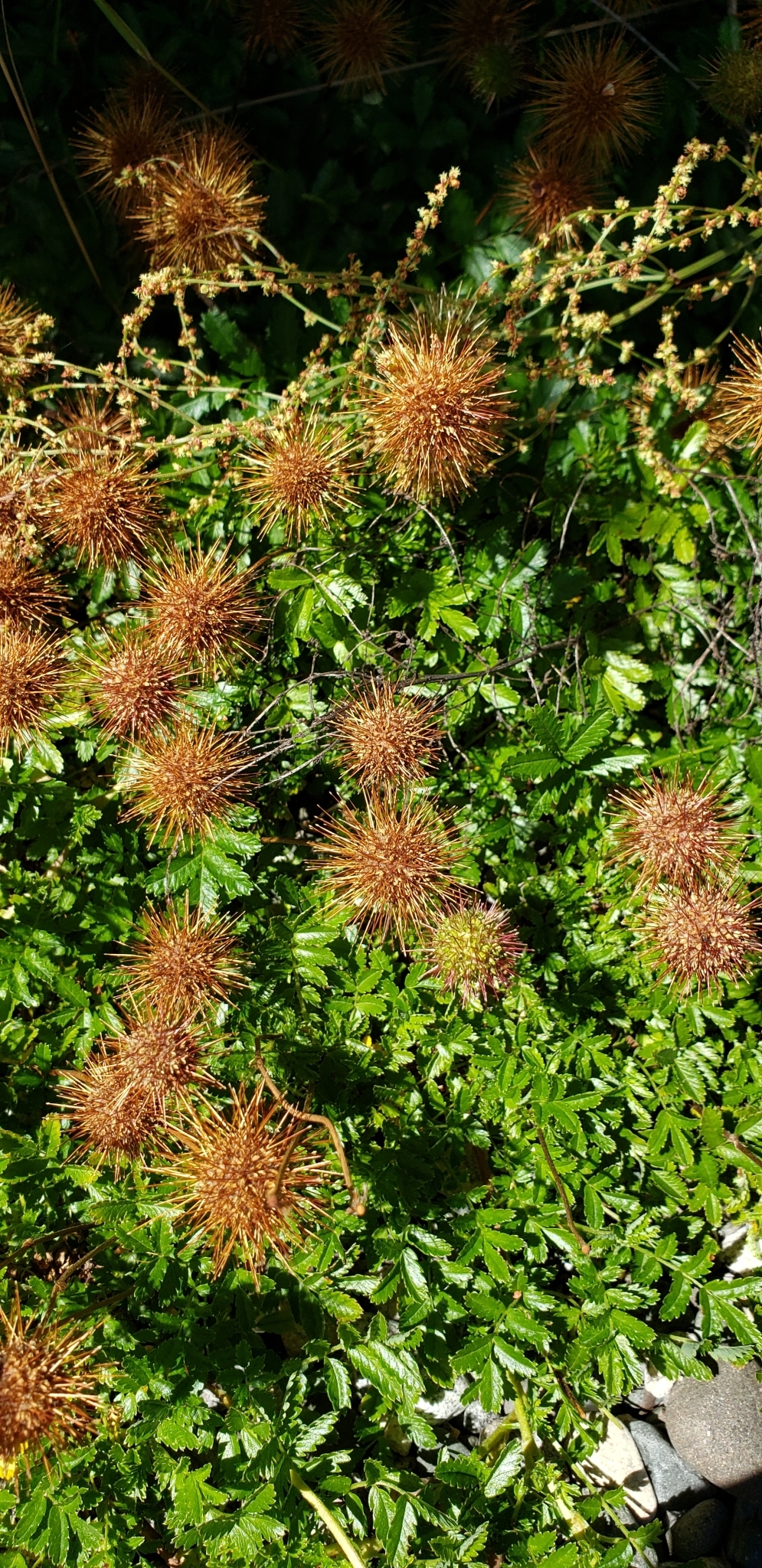 Acaena novae-zelandiae Kirk