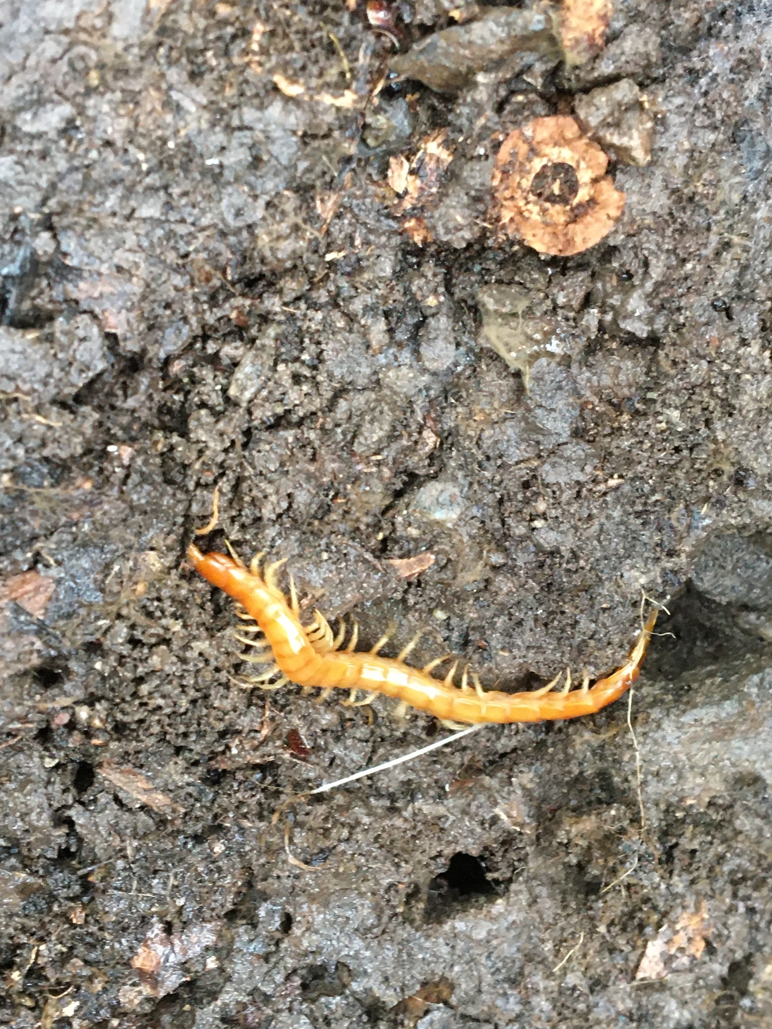 Scolopocryptopidae