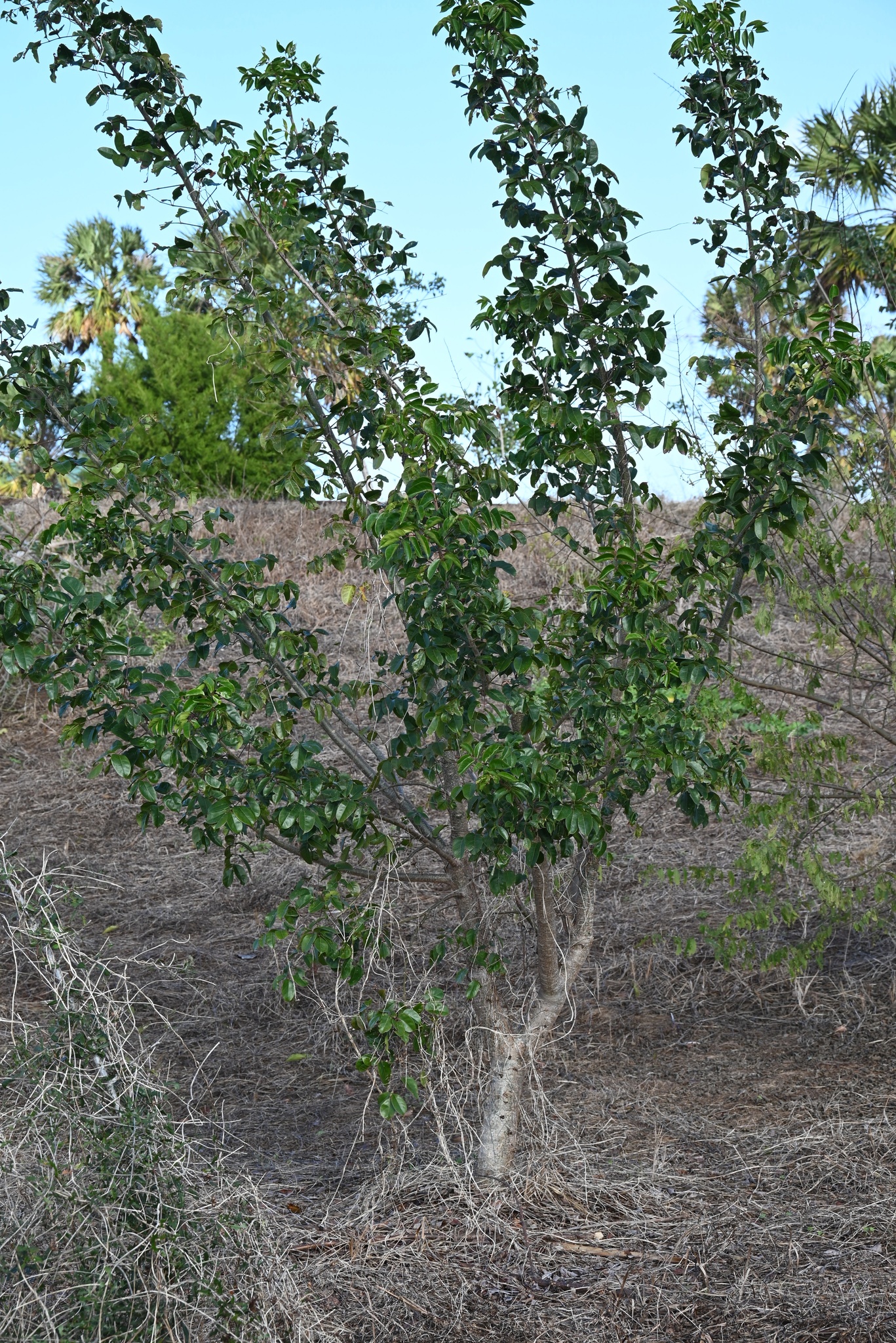 Bursera simaruba (L.) Sarg.