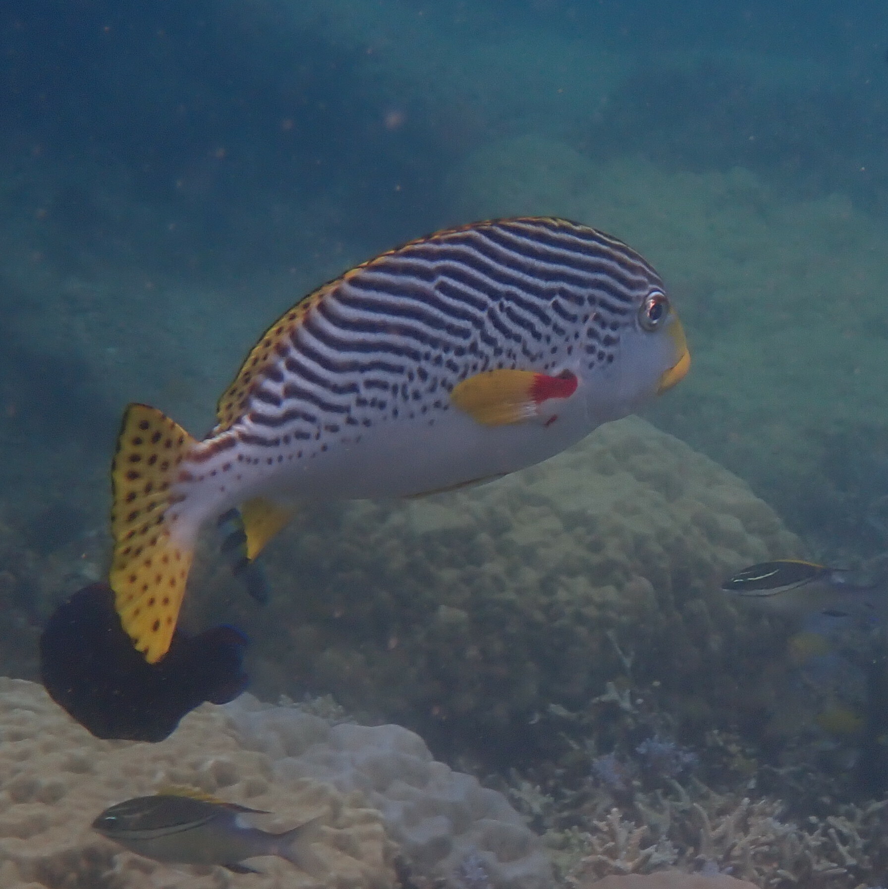 Plectorhinchus lineatus (Linnaeus, 1758)