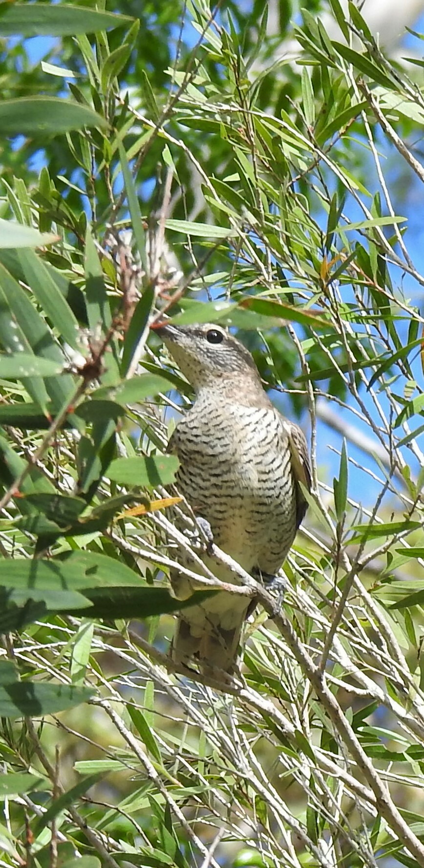 Edolisoma tenuirostre (Jardine, 1831)