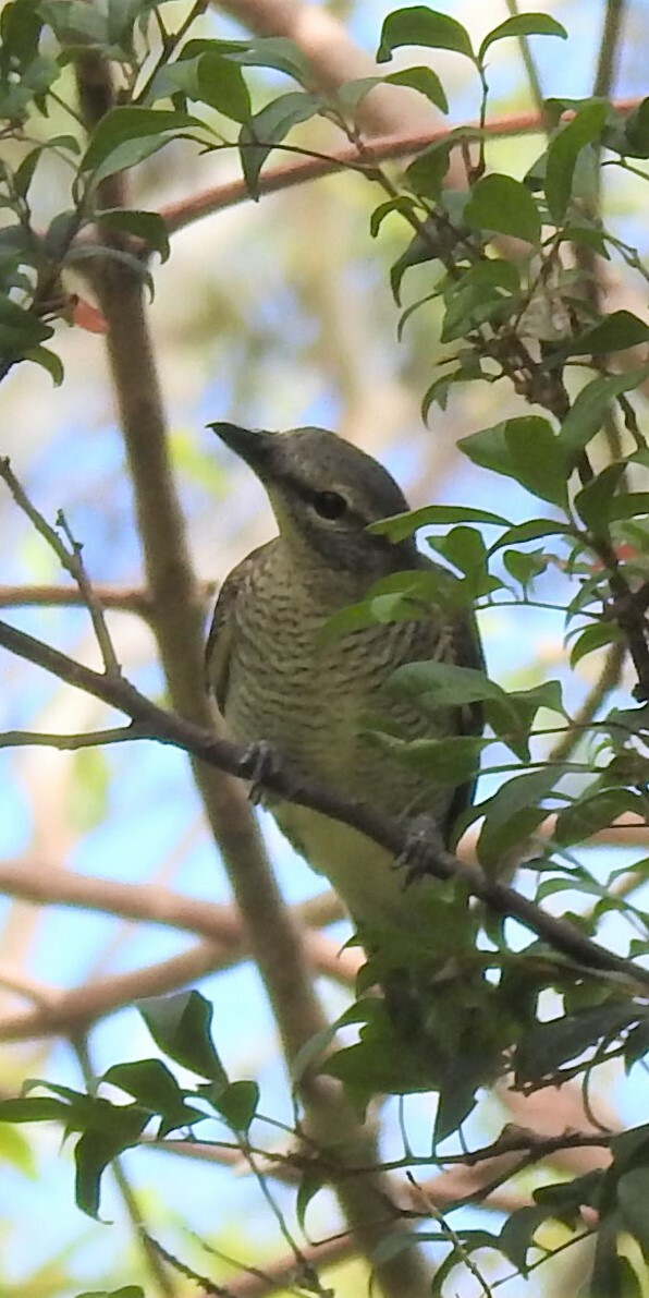 Edolisoma tenuirostre (Jardine, 1831)