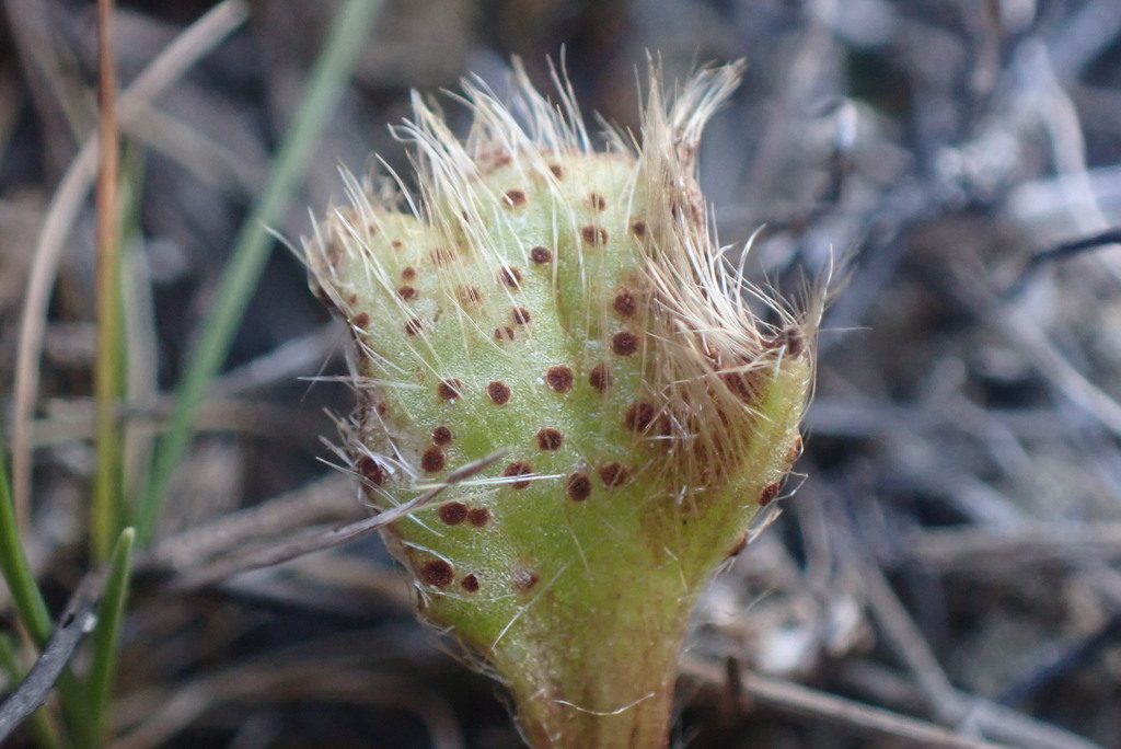 Pucciniaceae from Old Man Range, New Zealand on January 09, 2023 at 03: ...