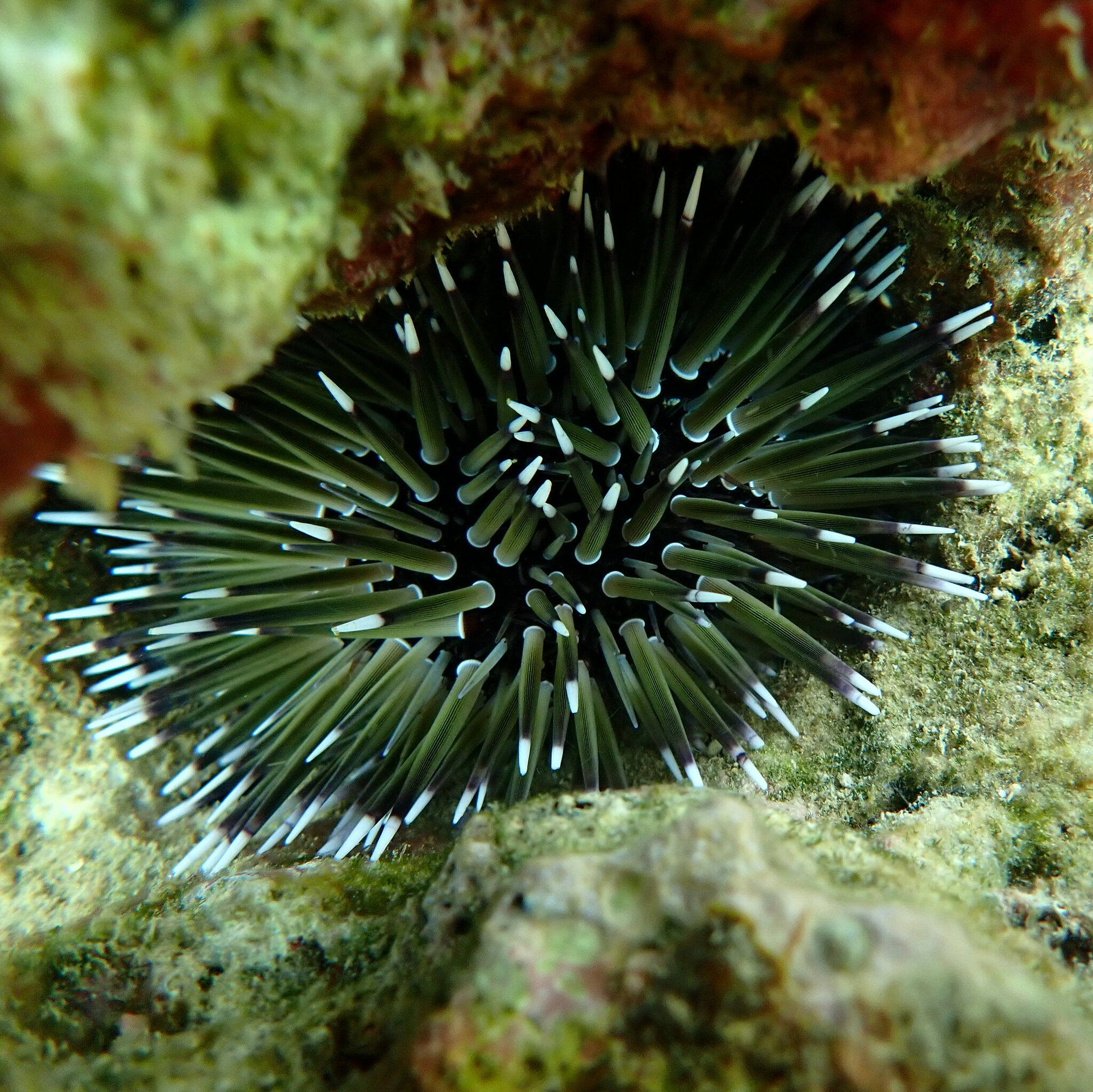 Echinometra mathaei (Blainville, 1825)