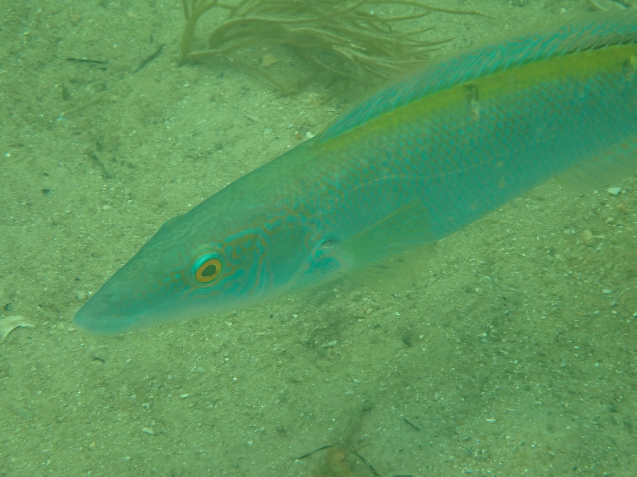 Haletta semifasciata (Valenciennes, 1840)