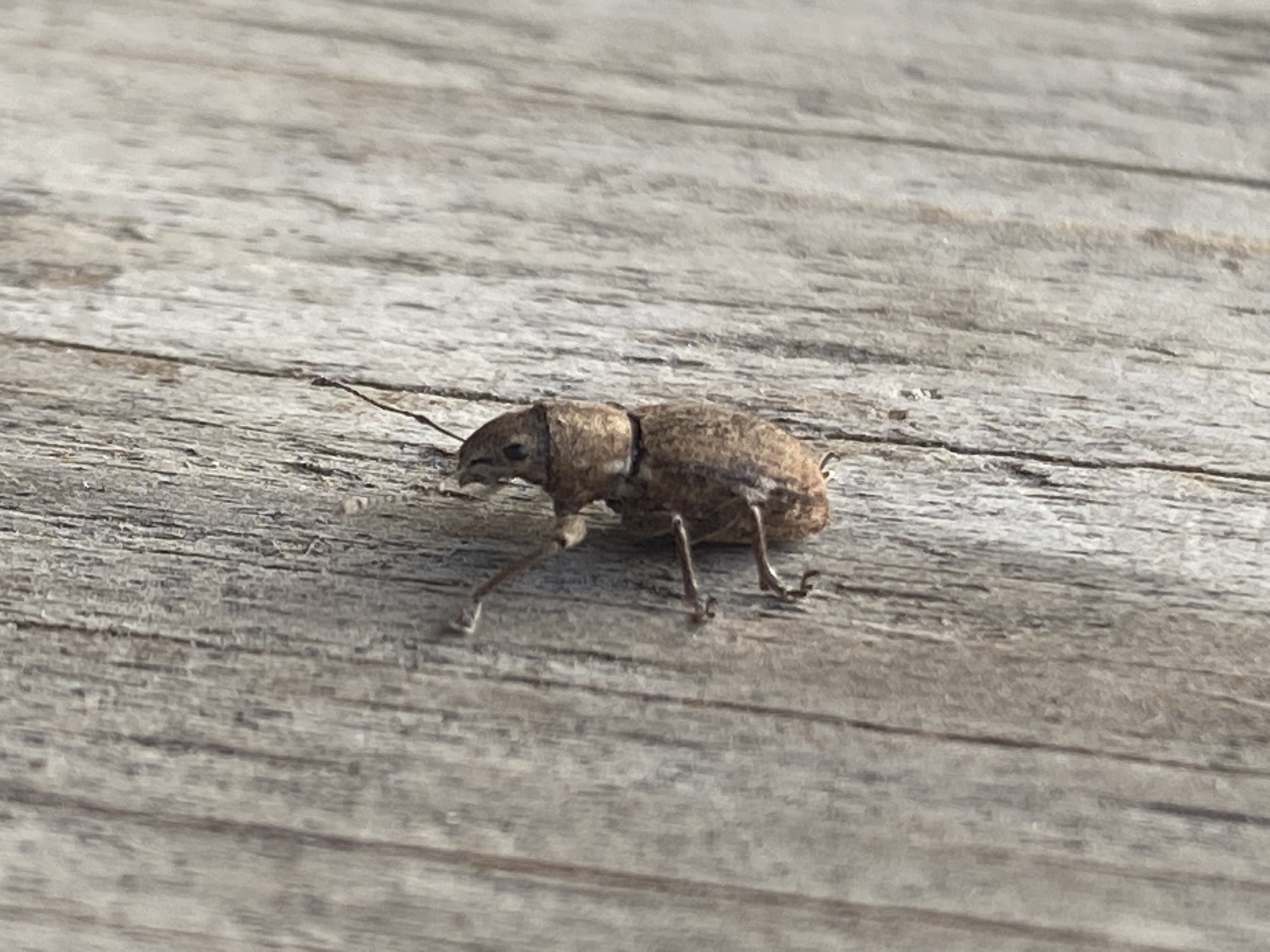 Pantomorus cervinus (Boheman, 1840)