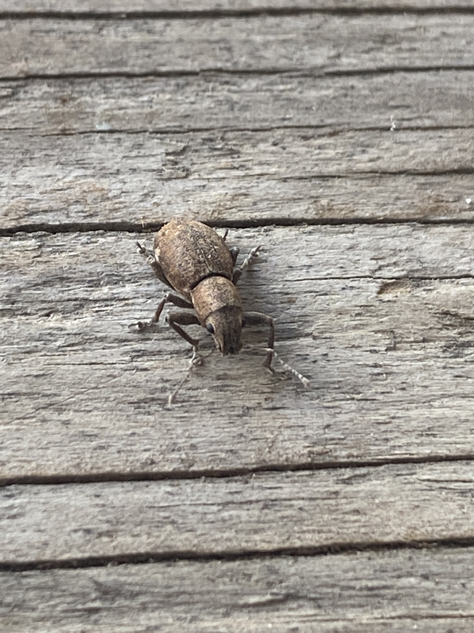 Pantomorus cervinus (Boheman, 1840)