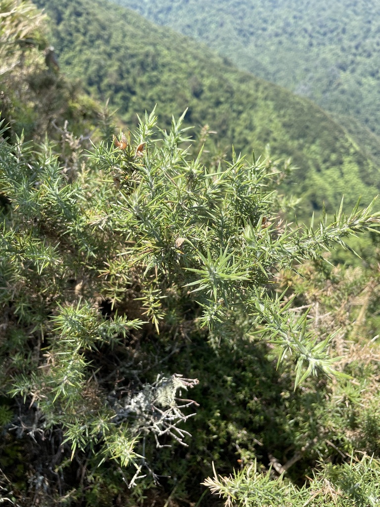 gorse from Kaimai-Mamaku Conservation Park, Kaimai-Mamaku Forest Park ...