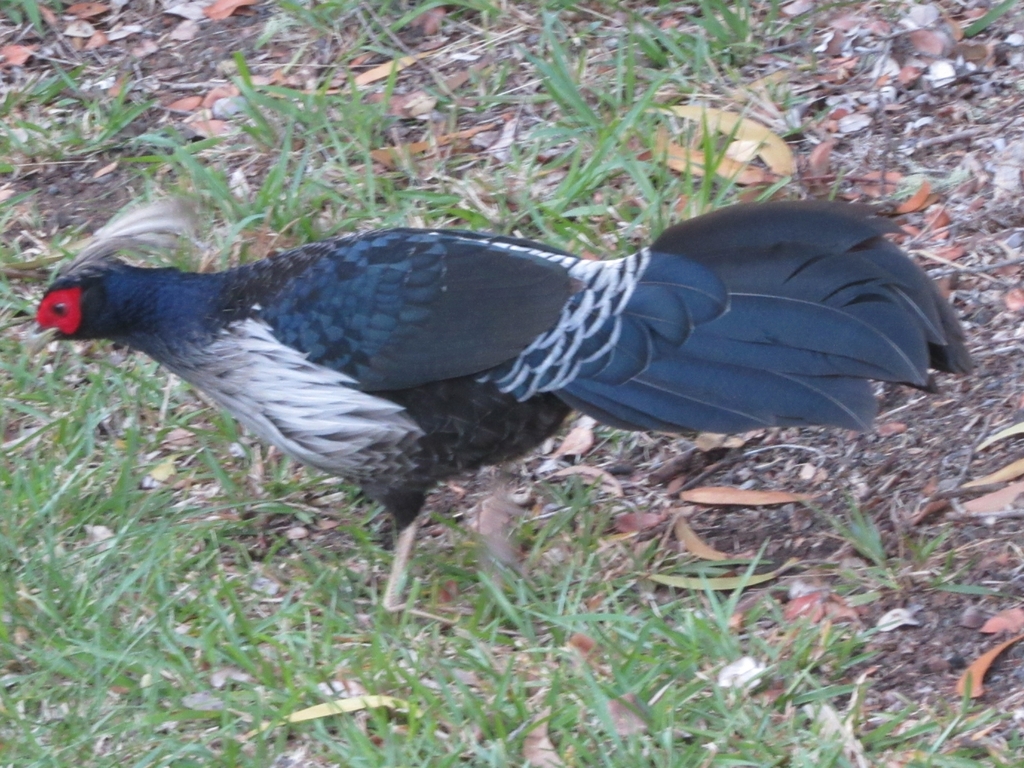 Kalij Pheasant from Pāhoa, HI 96778, USA on January 11, 2023 at 09:40 ...