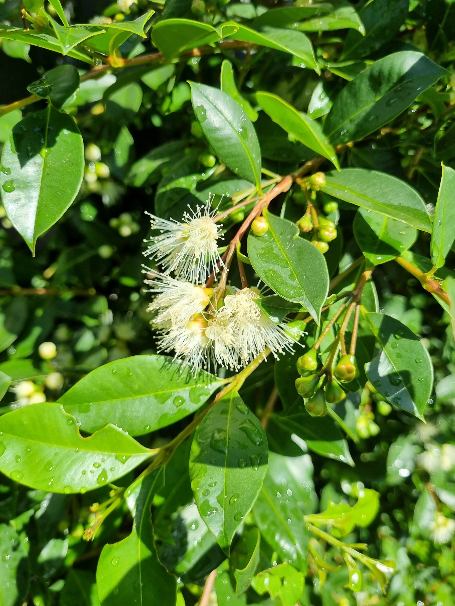 Syzygium Gaertn.