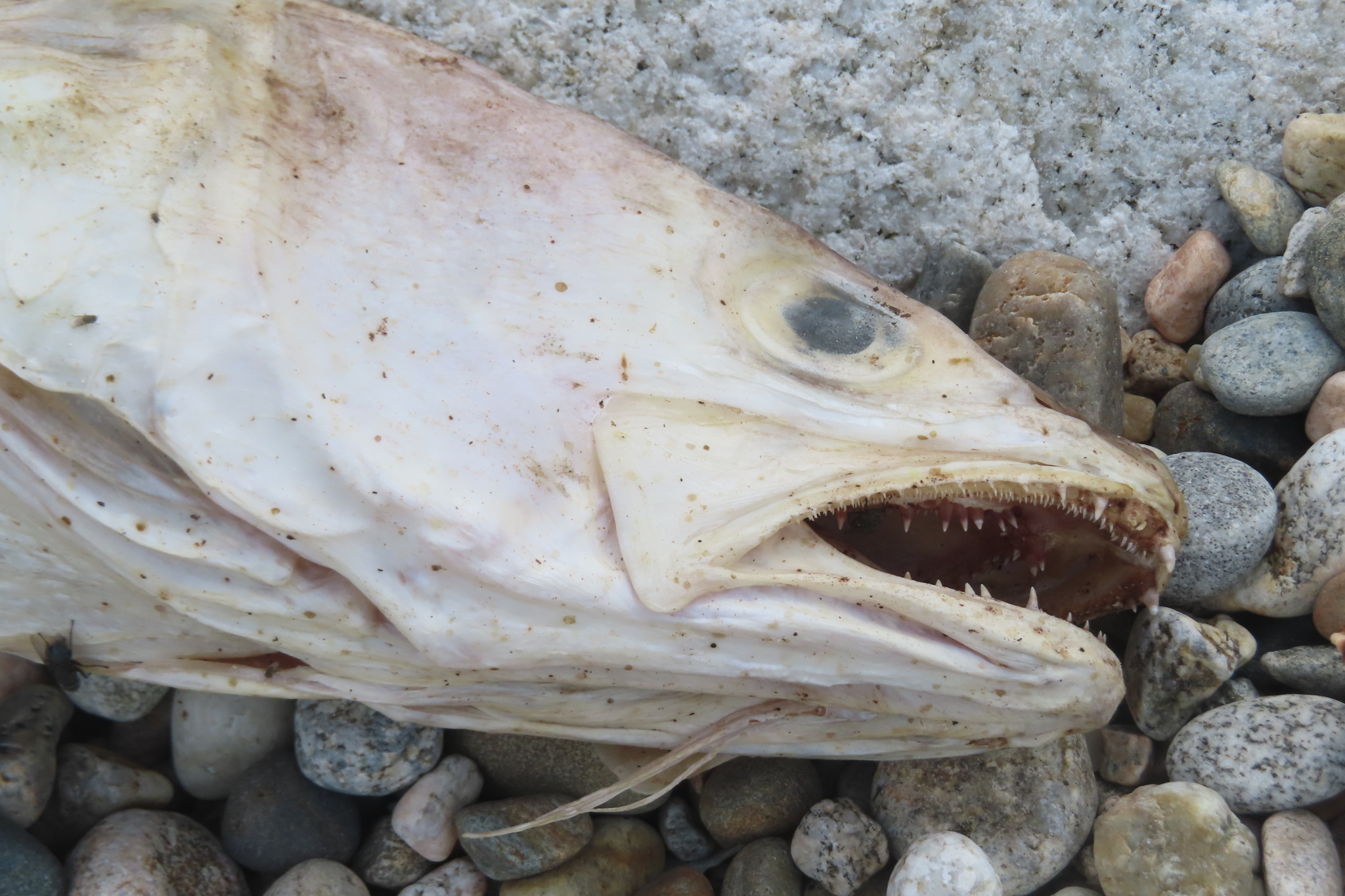 Genypterus Philippi, 1857