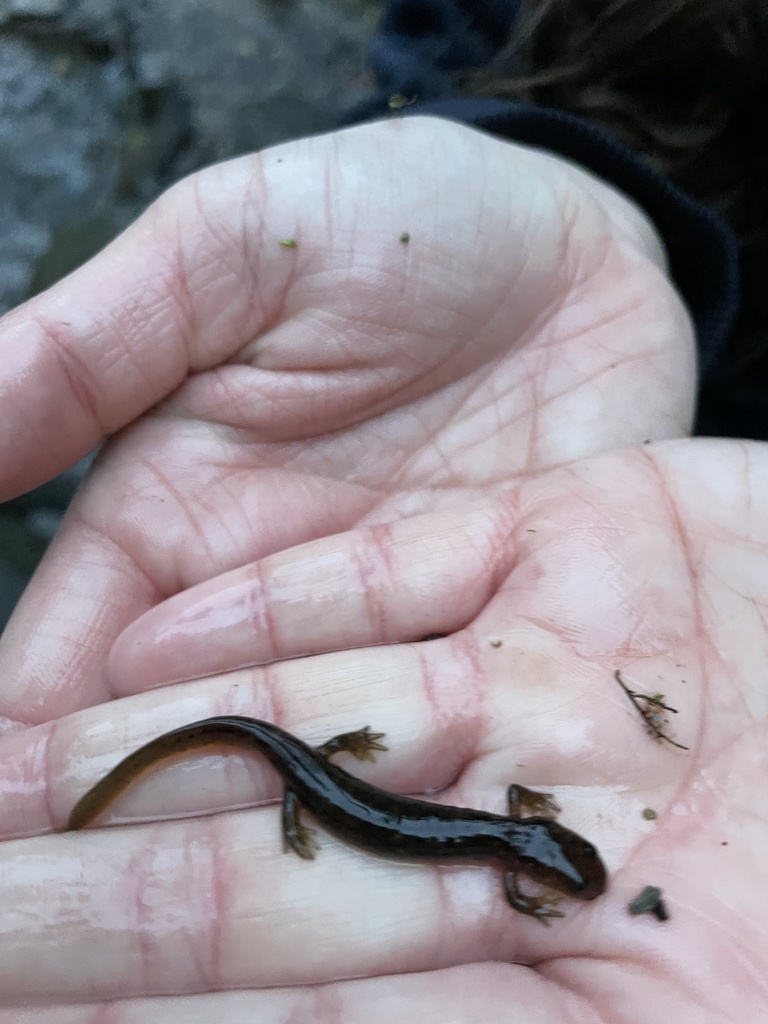 Cascade Torrent Salamander in January 2023 by lilykienlen · iNaturalist