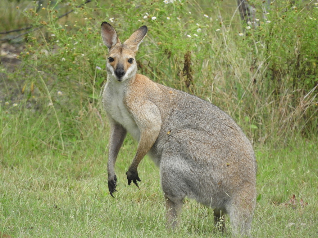 Red-necked Wallaby from Yengarie QLD 4650, Australia on January 14 ...