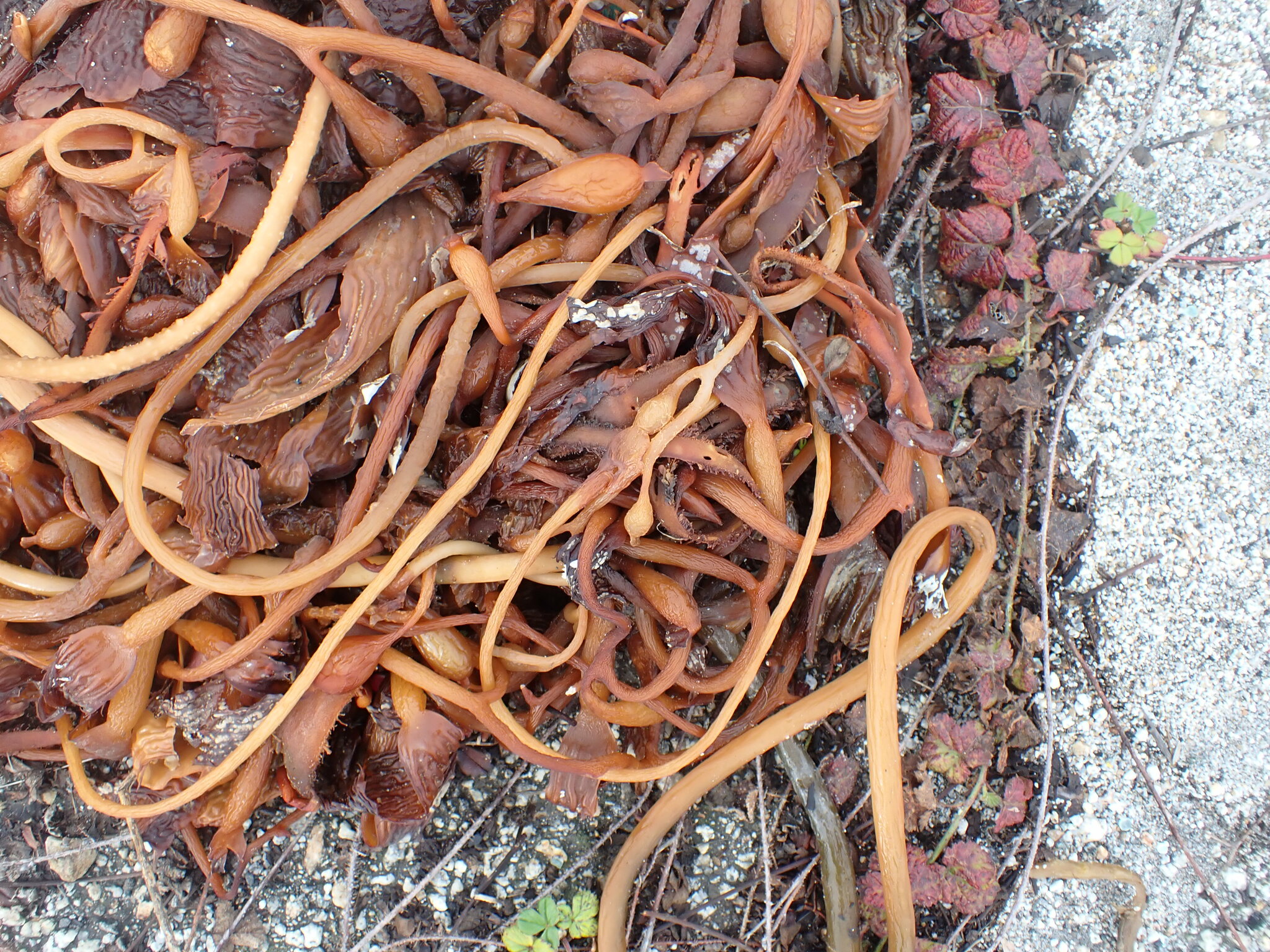 Macrocystis pyrifera (Linnaeus) C.Agardh