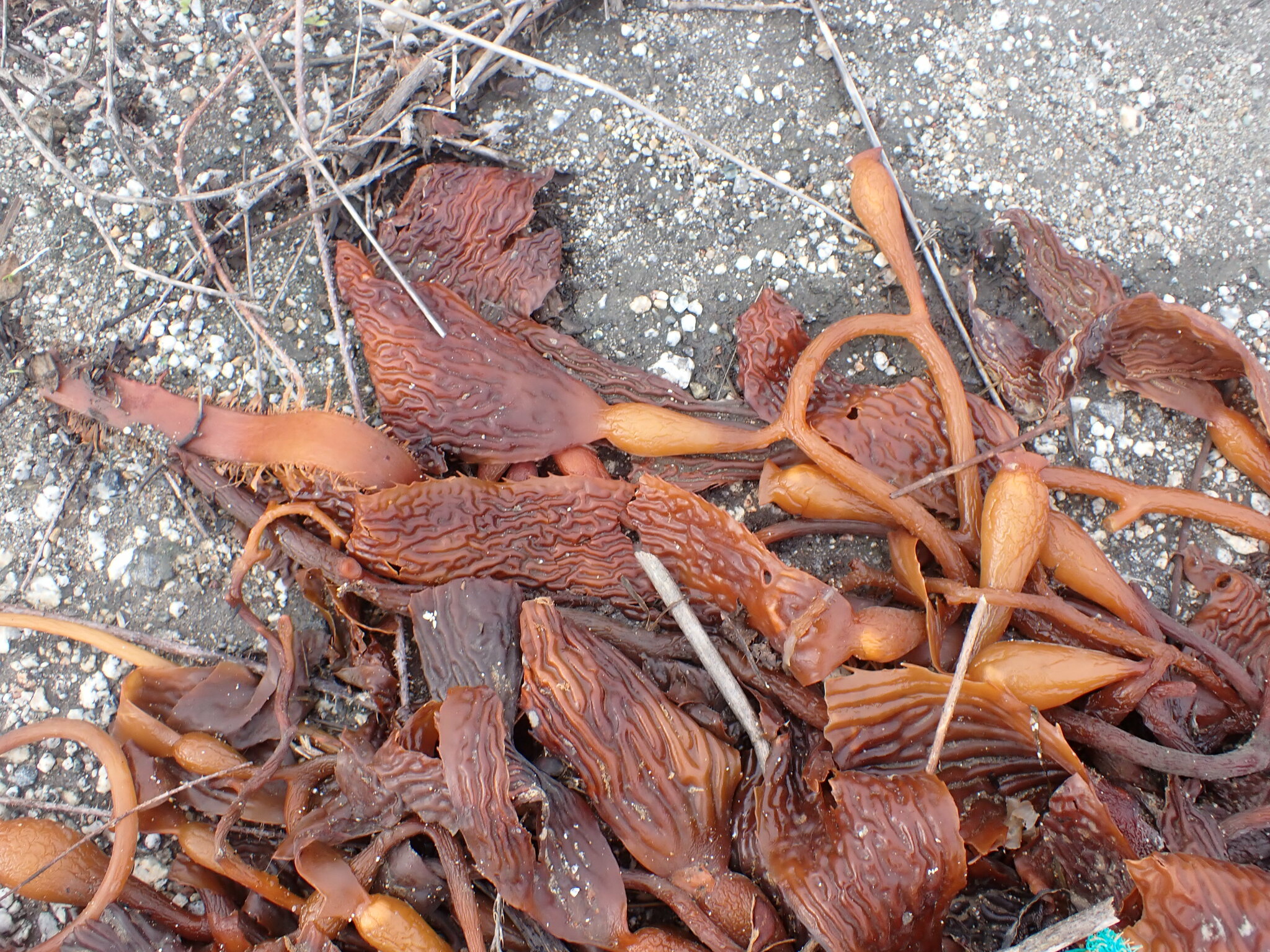 Macrocystis pyrifera (Linnaeus) C.Agardh