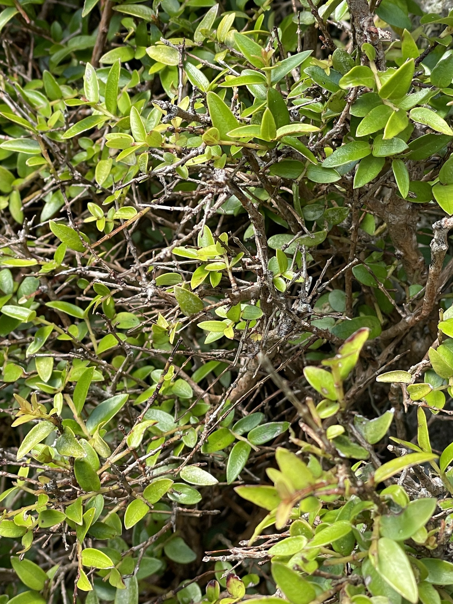 Metrosideros diffusa (G.Forst.) Sm.