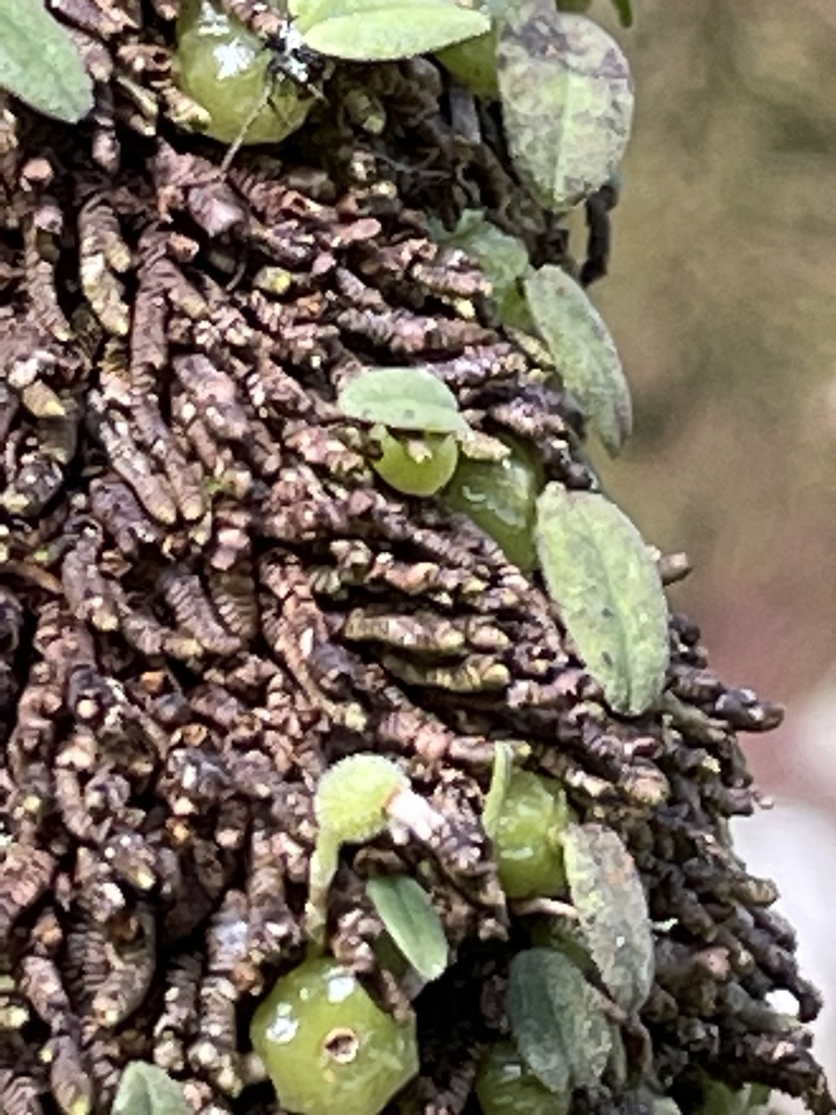 Pygmy Tree Orchid from Kaimai-Mamaku Conservation Park, Kaimai-Mamaku ...