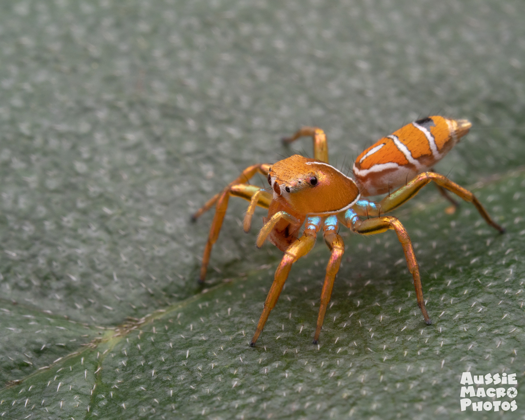 Green Ant-hunter Spider from Buggin Cattana Wetlands, Cairns QLD ...