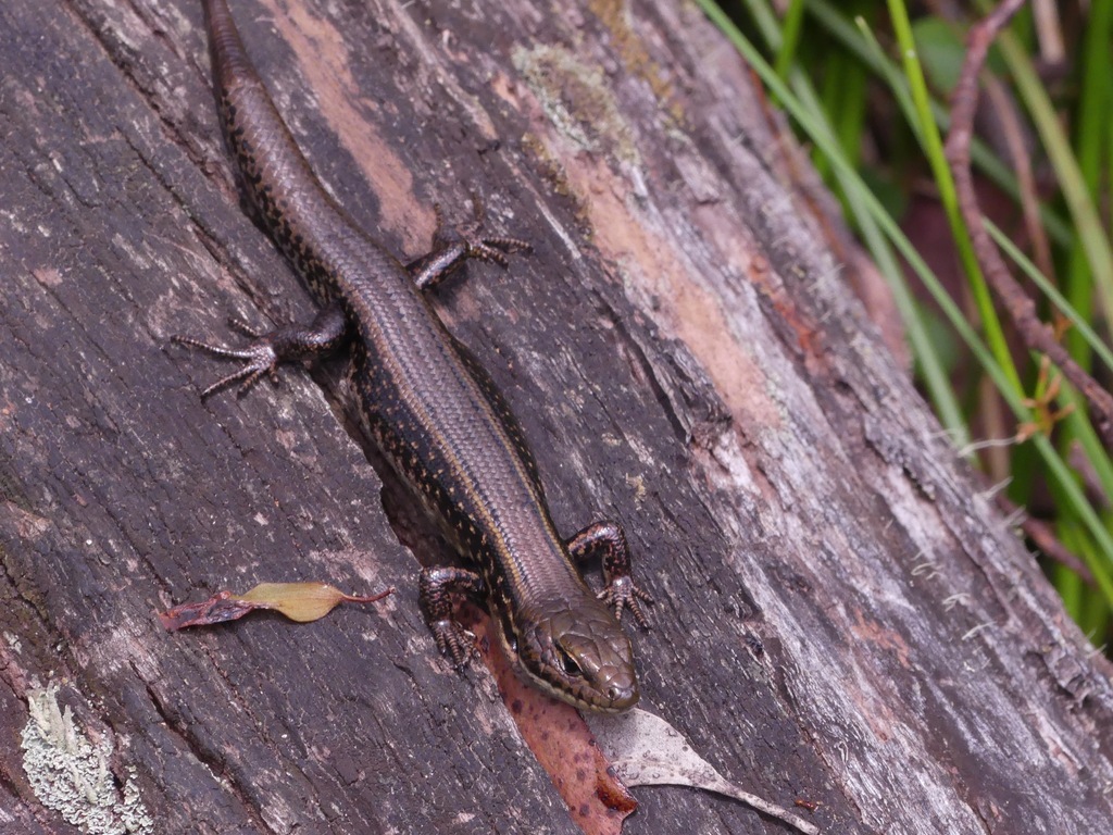 Alpine Water Skink in January 2023 by Ollie Scully. ID based on yellow ...