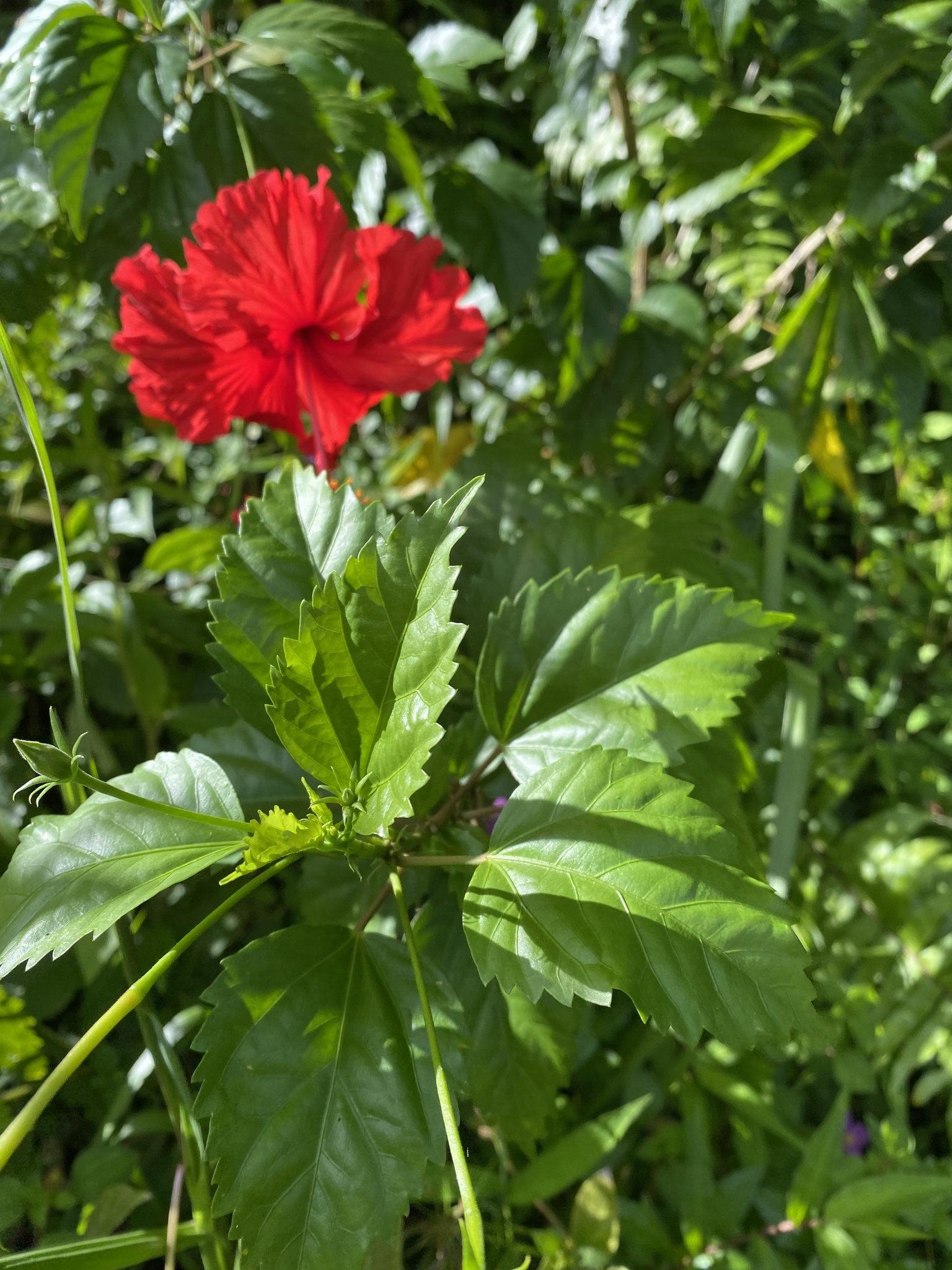 Hibiscus rosa-sinensis L.