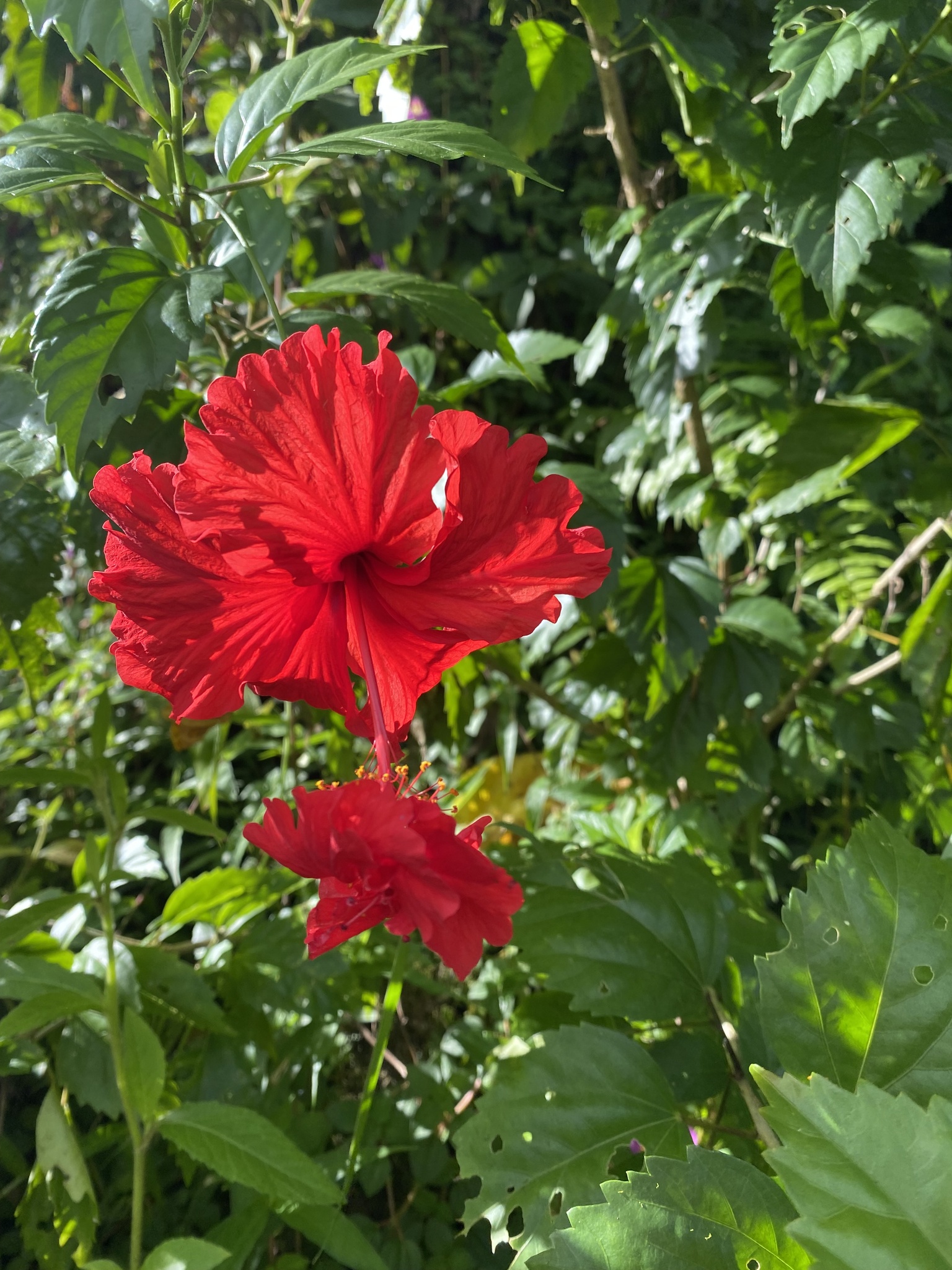 Hibiscus rosa-sinensis L.
