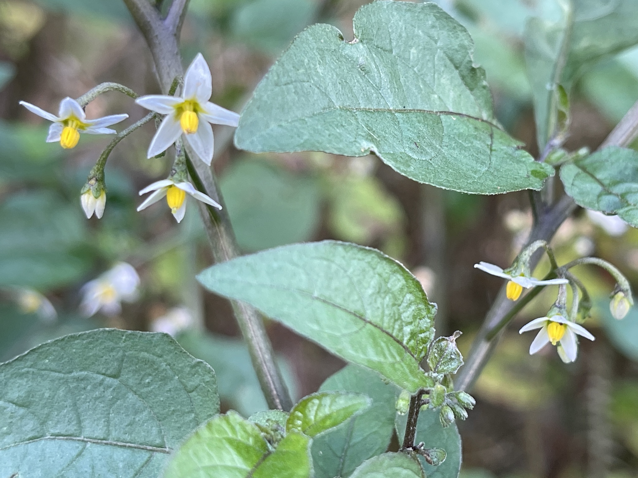 Solanum americanum Mill.