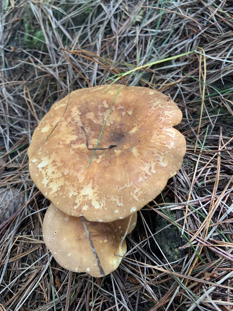 Oyster Rollrim from Maramarua Forest, Te Kauwhata, Waikato, NZ on ...