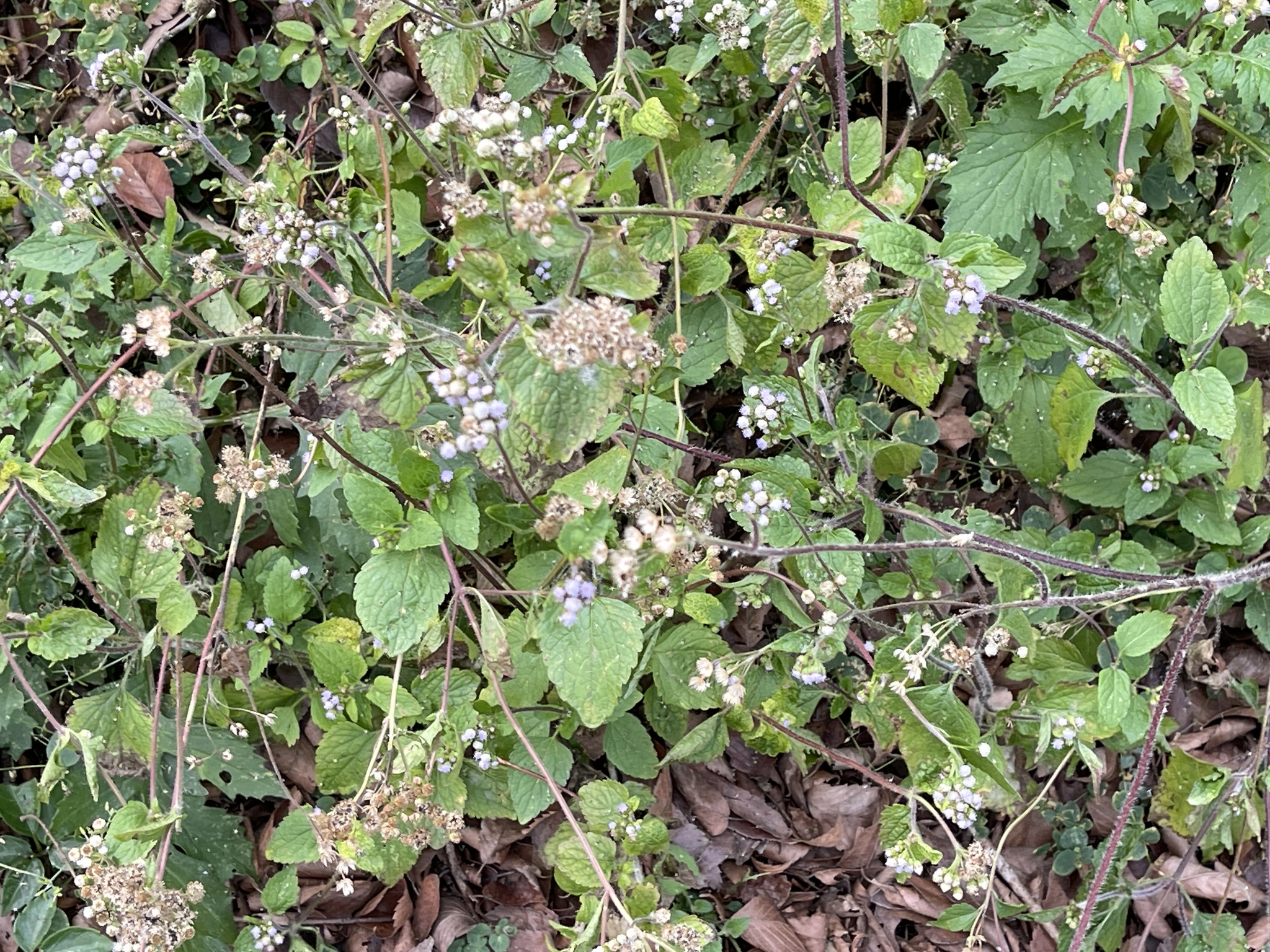 Ageratum conyzoides L.