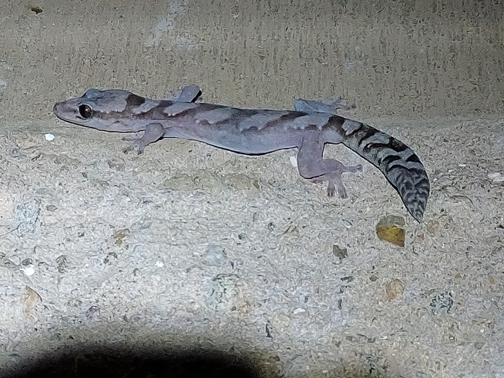 Robust Velvet Gecko from Woocoo, AU-QL, AU on January 14, 2023 at 07:10 ...