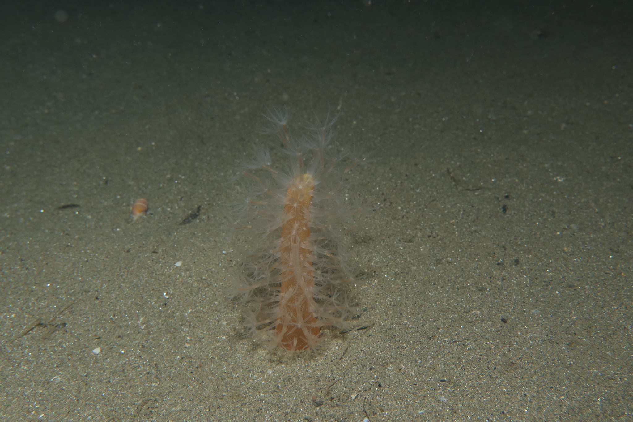 Veretillum cynomorium (Pallas, 1766)