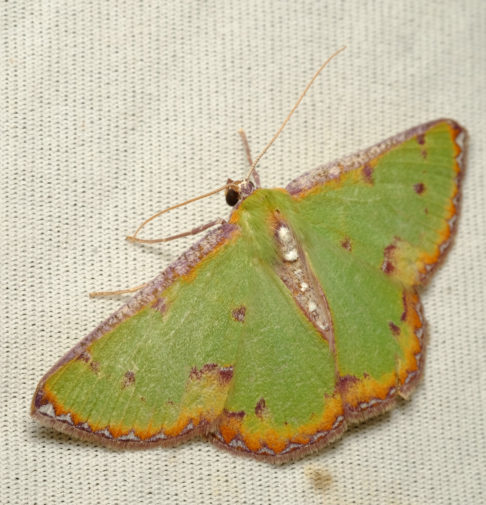 Eucyclodes Warren, 1894