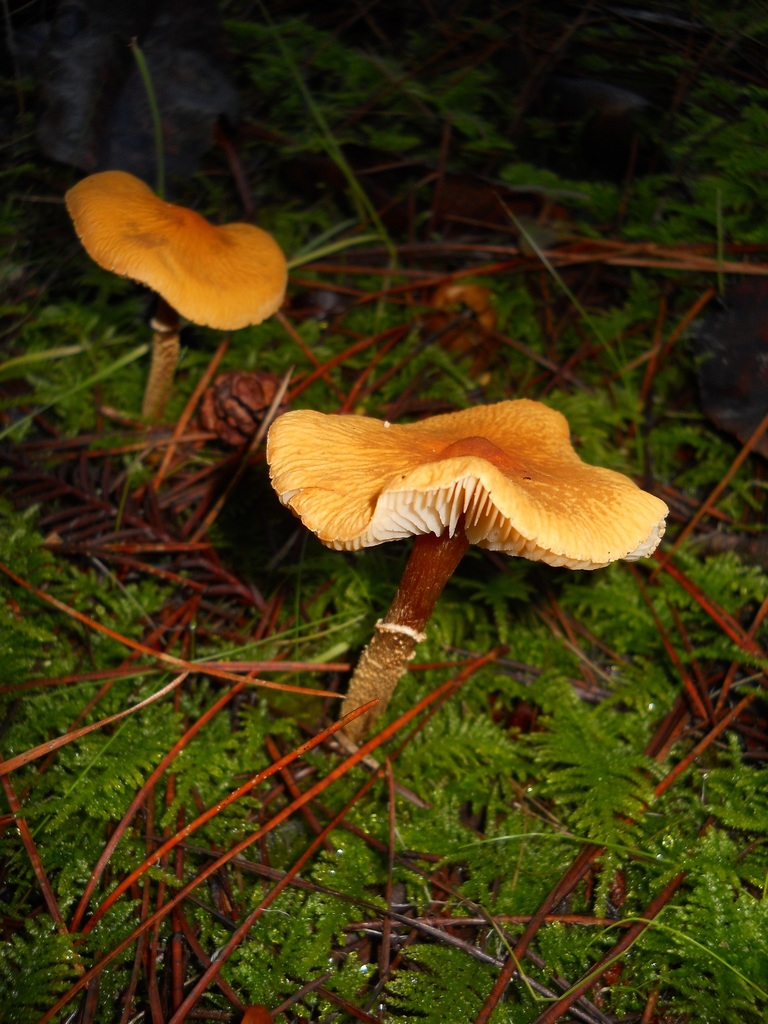 Cystoderma carcharias (Common Fungi of Redwood Regional Park) · iNaturalist