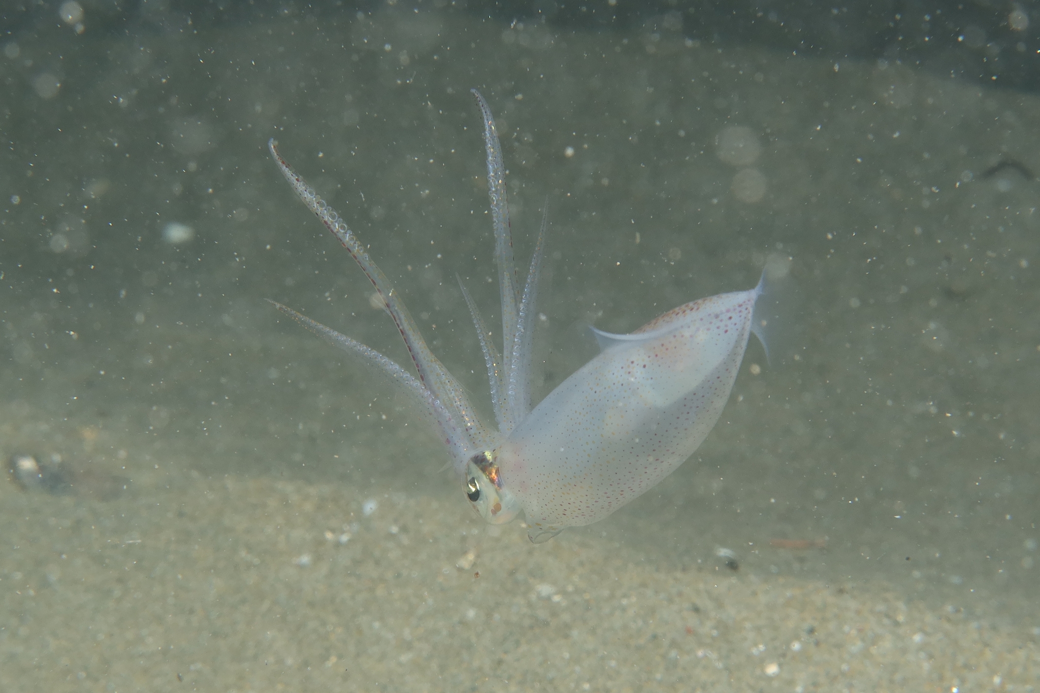 Alloteuthis media (Linnaeus, 1758)