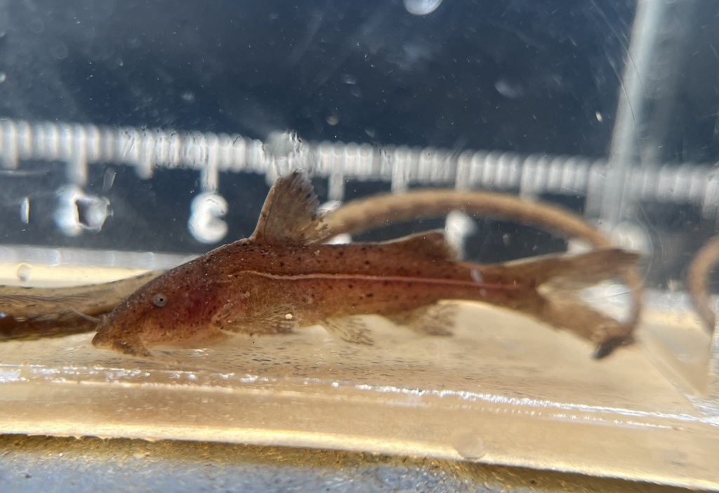 Glyptothorax fuscus in January 2023 by Zakqary · iNaturalist