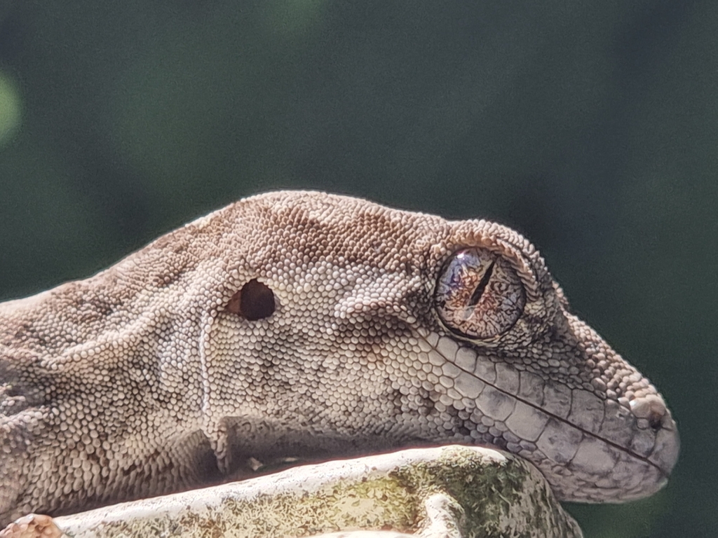 Ngahere Gecko in January 2023 by Elizabeth Werner · iNaturalist