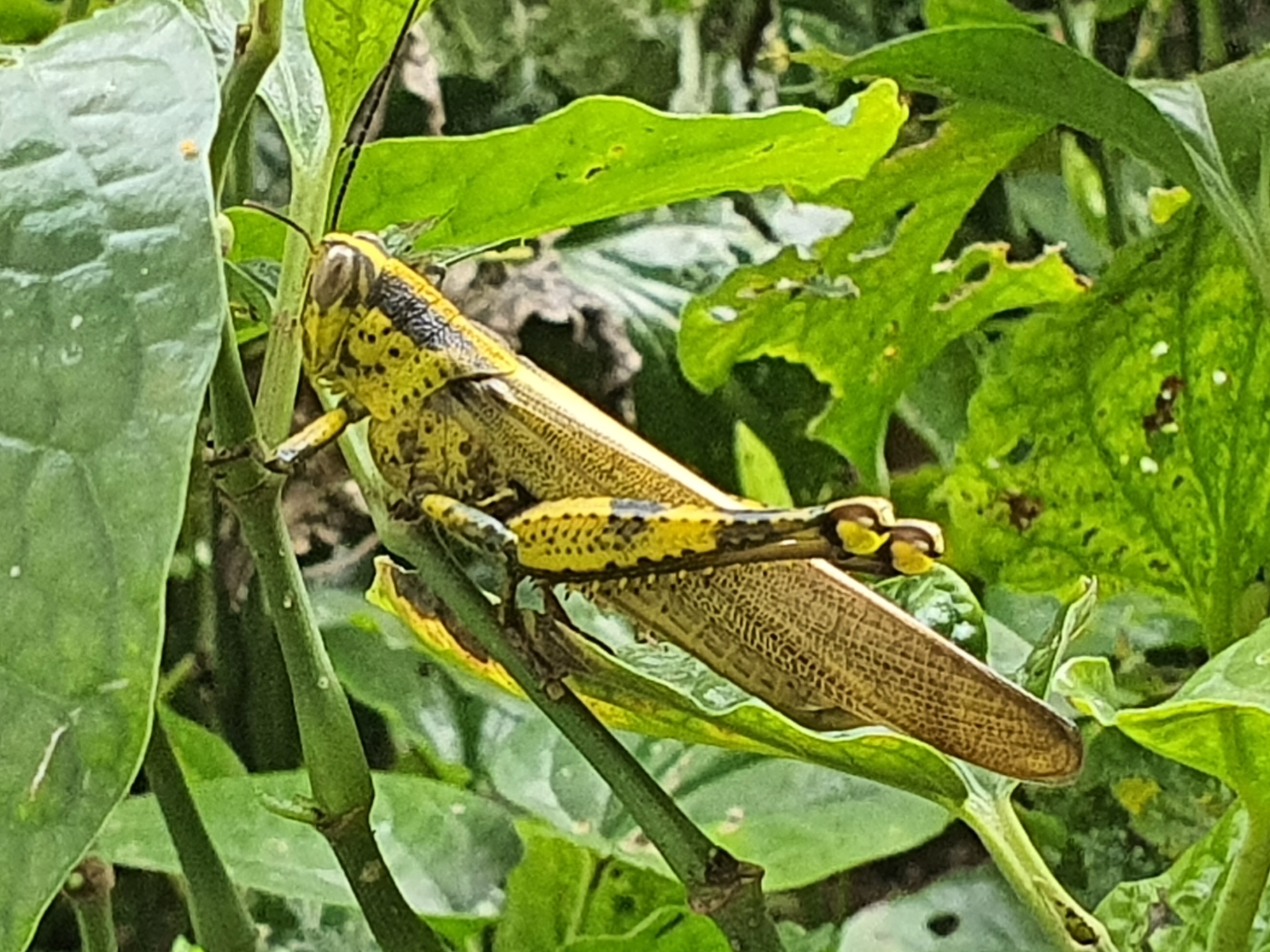 Valanga nigricornis (Burmeister, 1838)