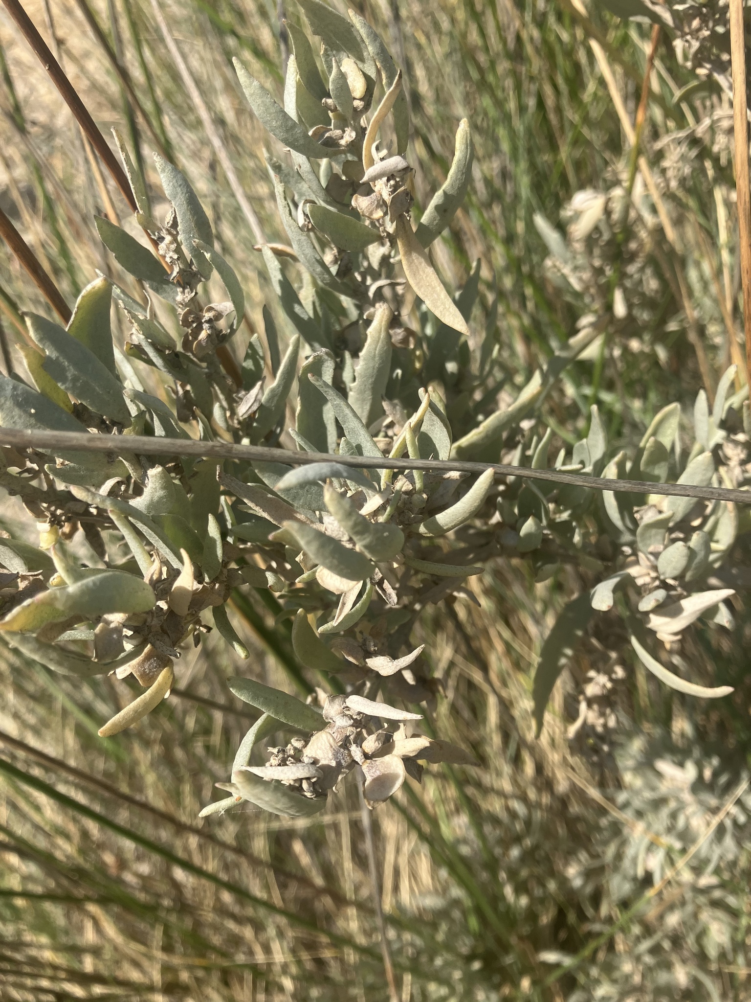 Atriplex cinerea Poir.