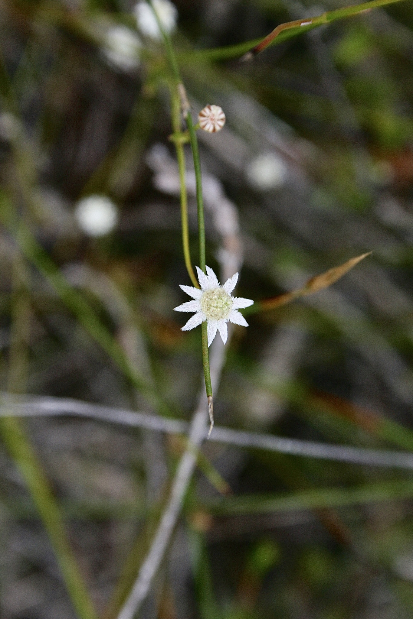 Actinotus minor (Sm.) DC.